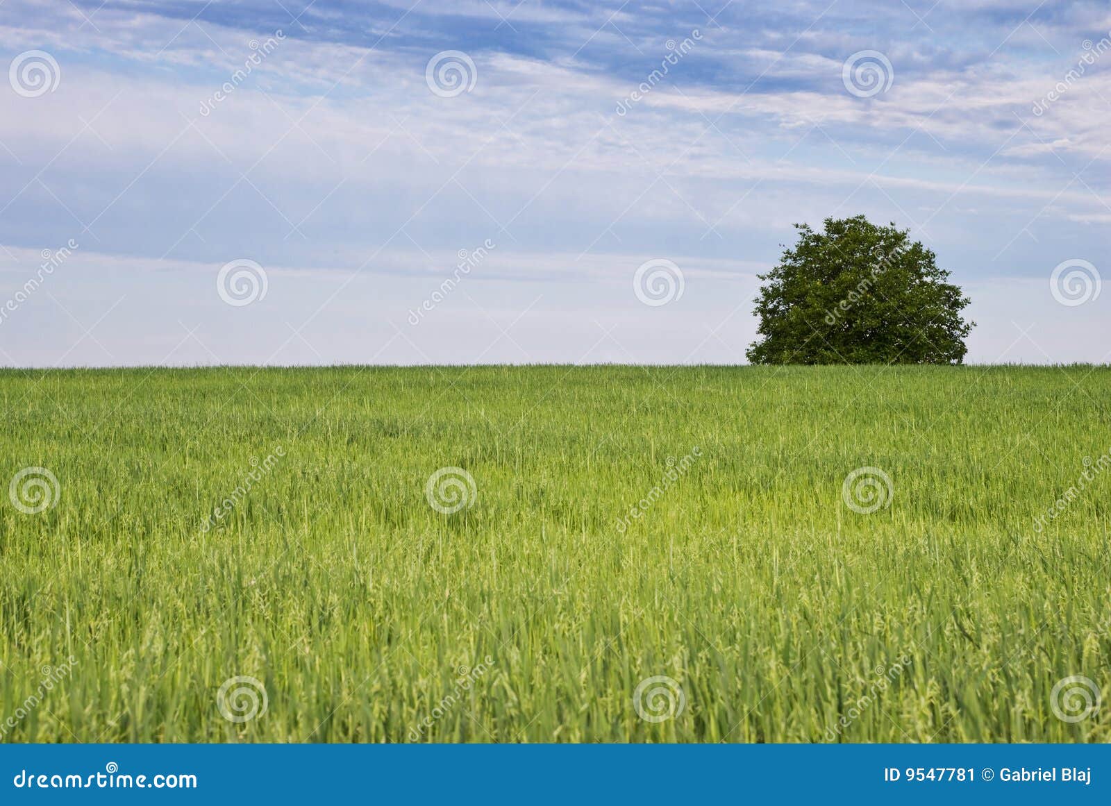 Tree and Green Field of Oats Stock Image - Image of ground, field: 9547781