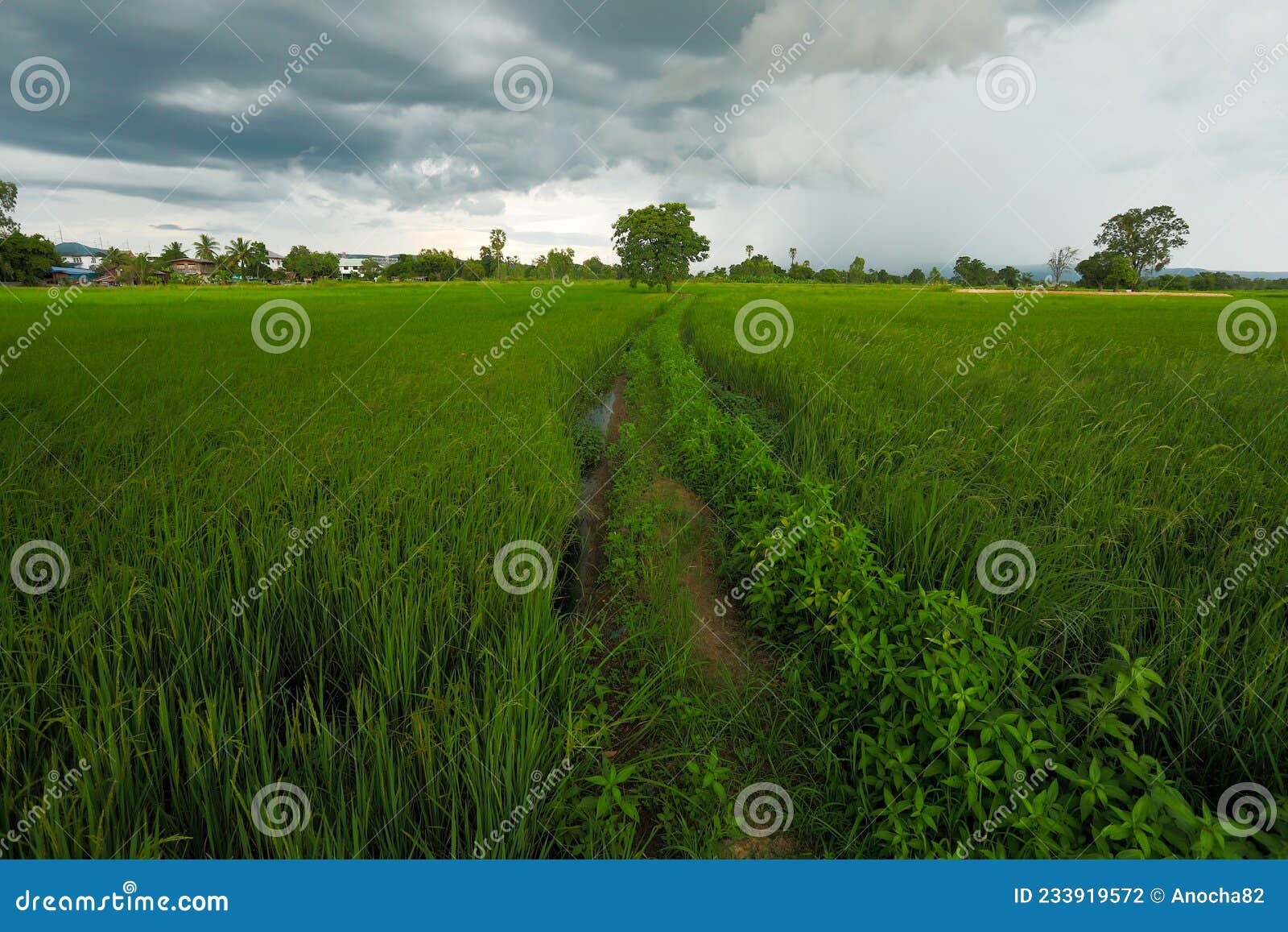 A Tree with Green Fields and Overcast Clouds Stock Photo - Image of ...