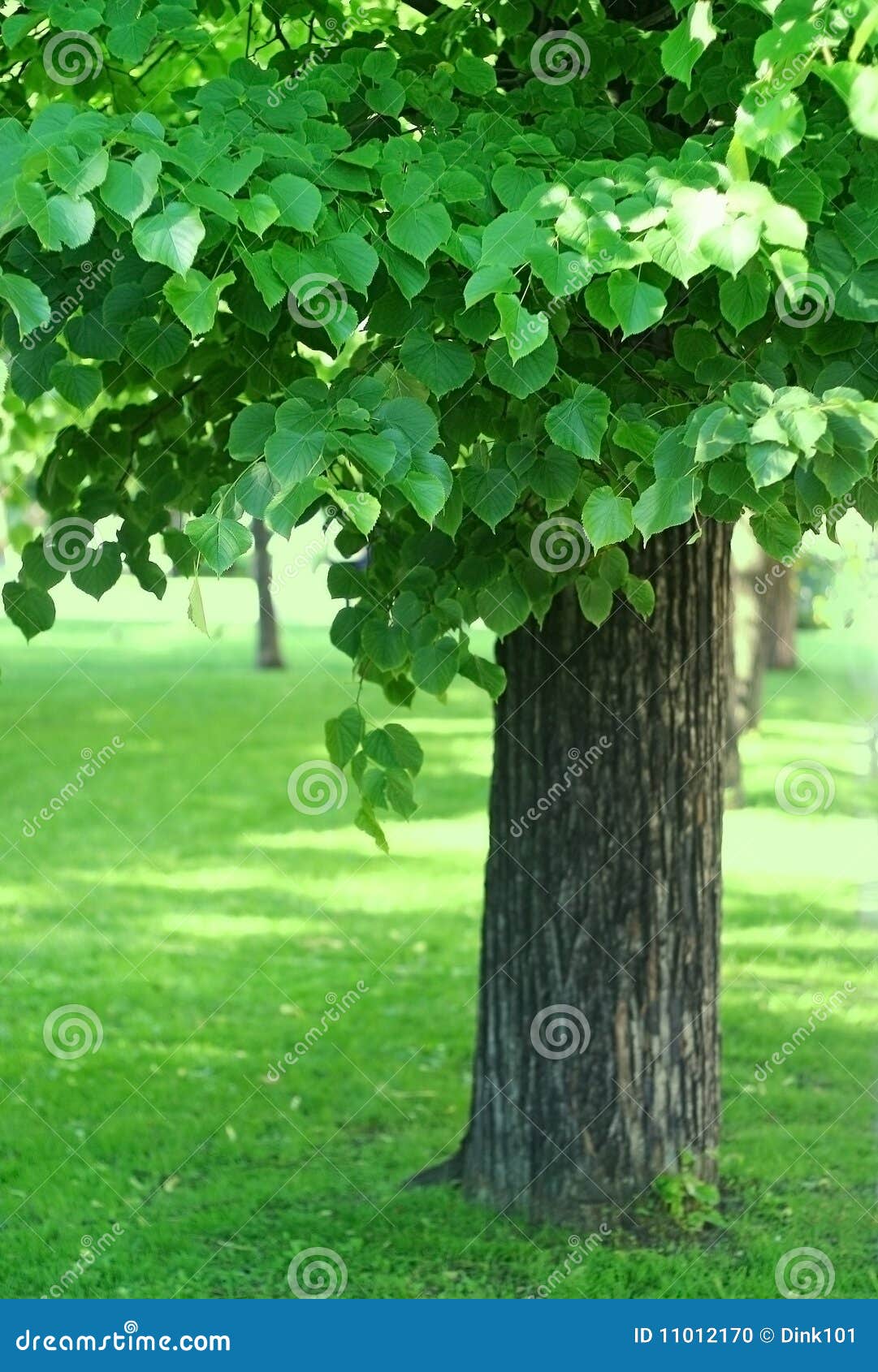 Tree with green foliage stock photo. Image of tree, light - 11012170