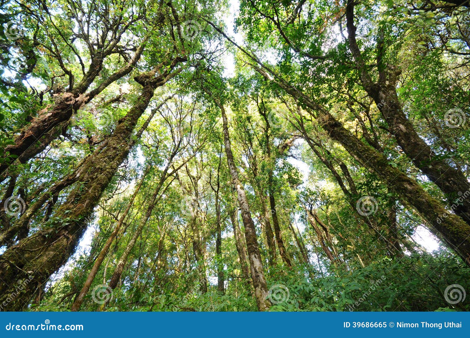 The tree in a green forest stock image. Image of forest - 39686665