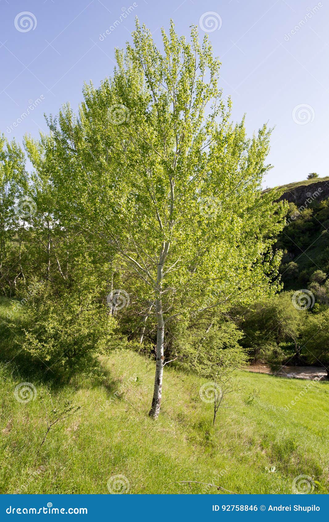Tree on a green glade stock photo. Image of forest, sunlight - 92758846