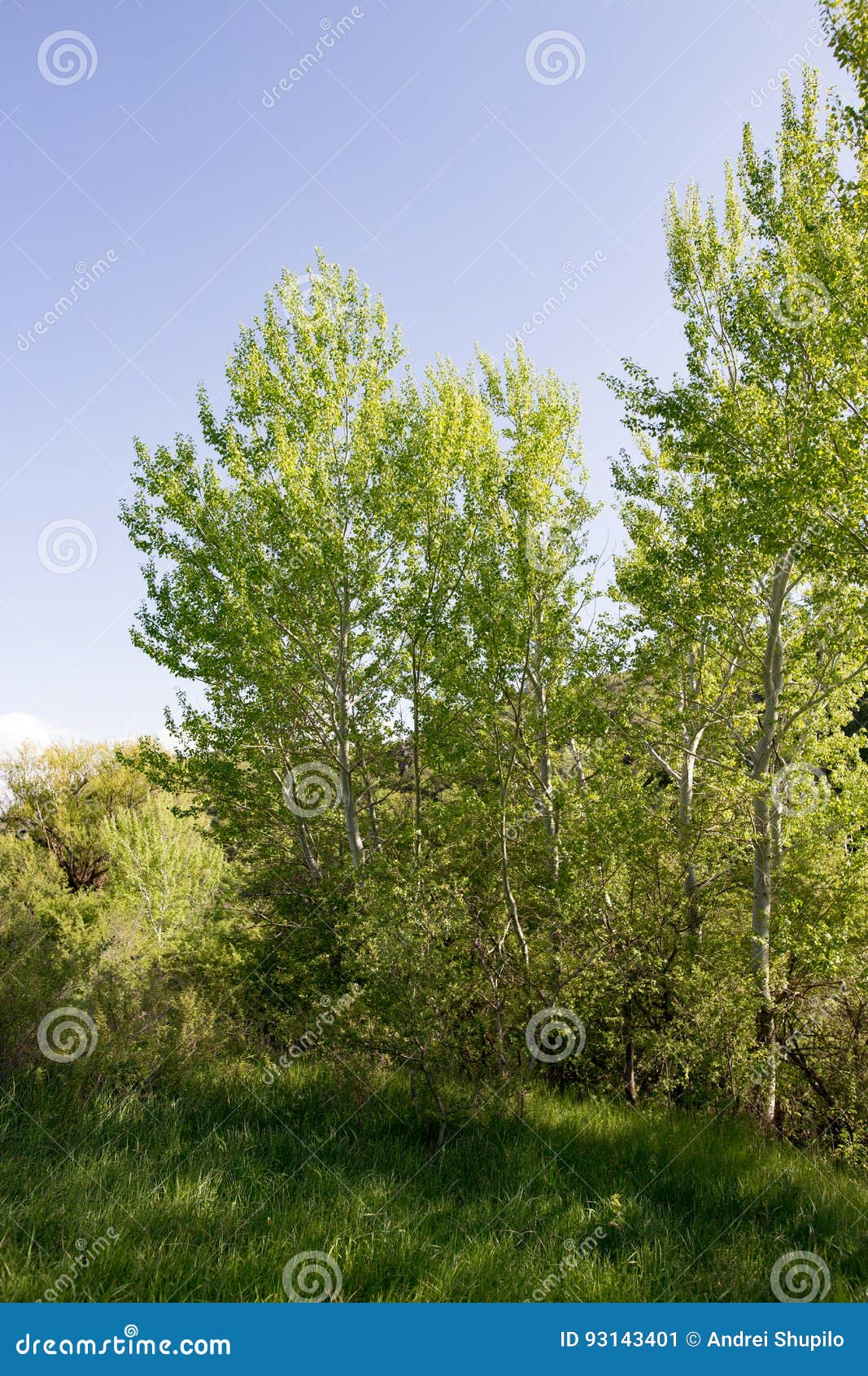 Tree on a green glade stock image. Image of plant, spring - 93143401