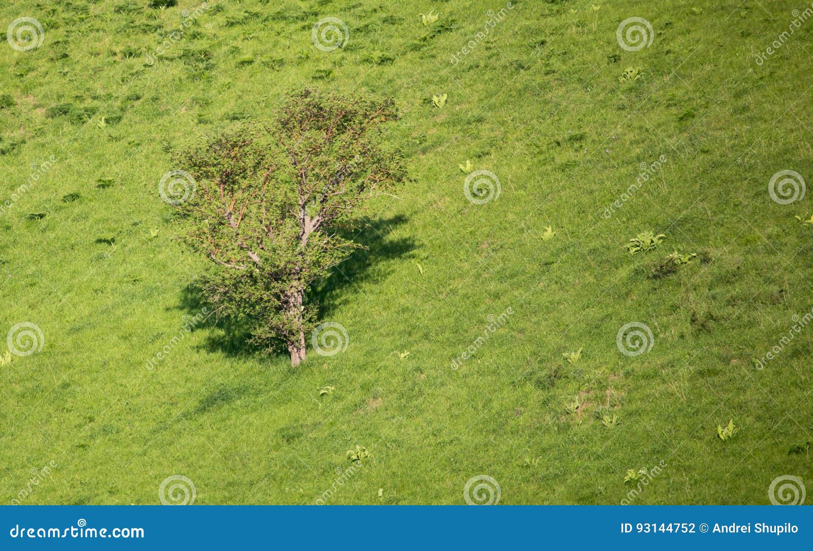 Tree on a green glade stock photo. Image of plane, park - 93144752