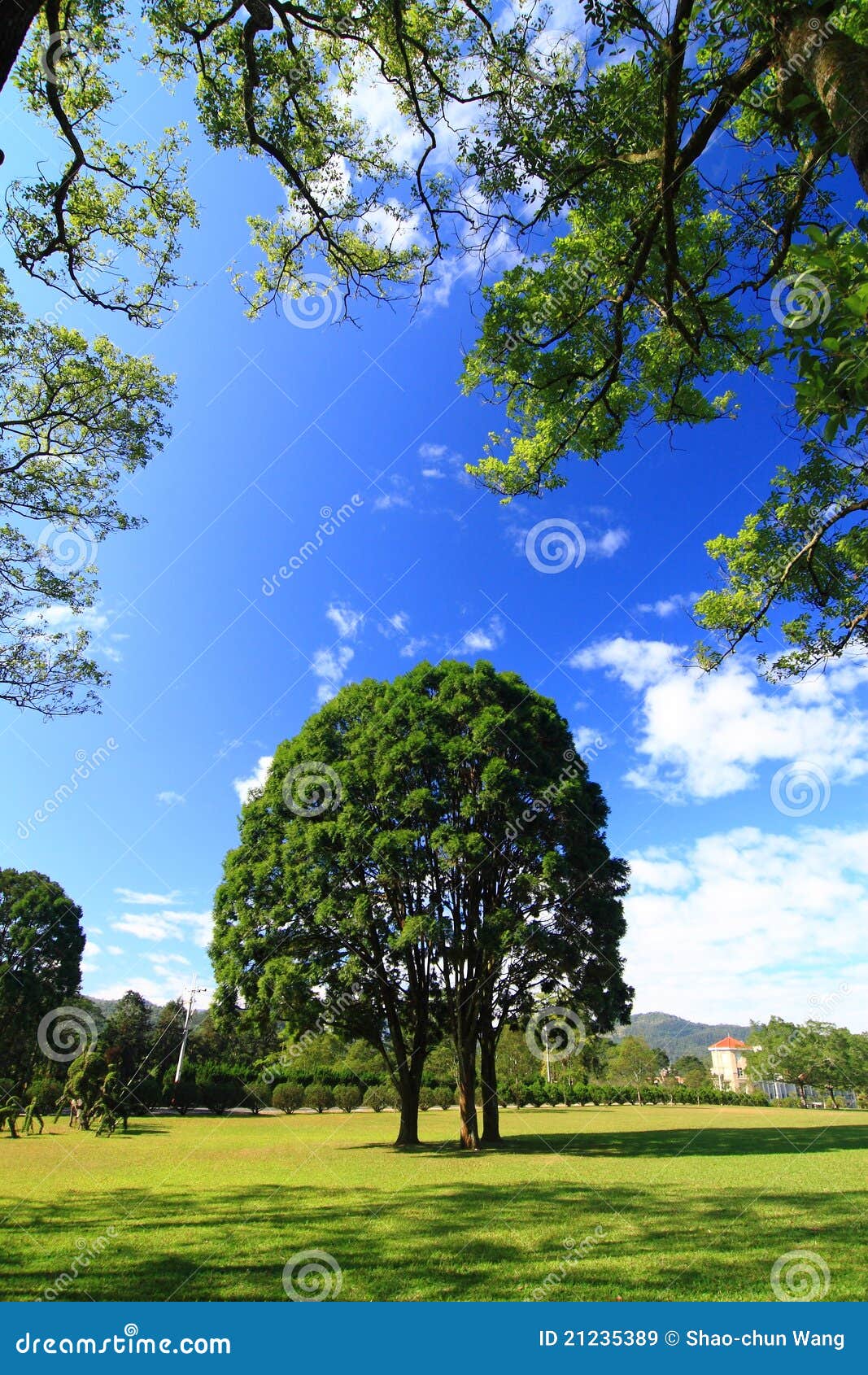 A tree on green grass stock image. Image of green, tree - 21235389