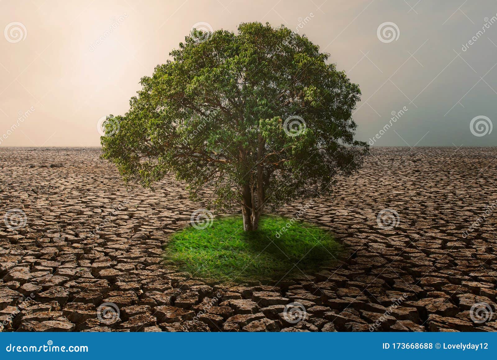 Tree with Green Grass Growing on Climate Change Drought Land Stock ...