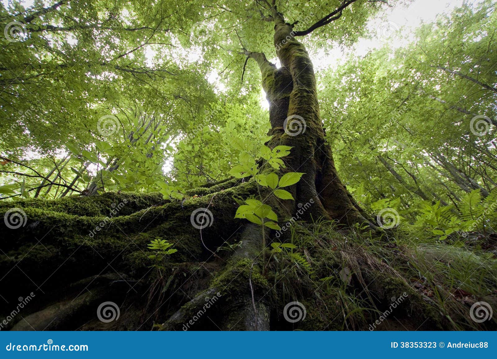 Tree in green jungle stock image. Image of magic, branch - 38353323
