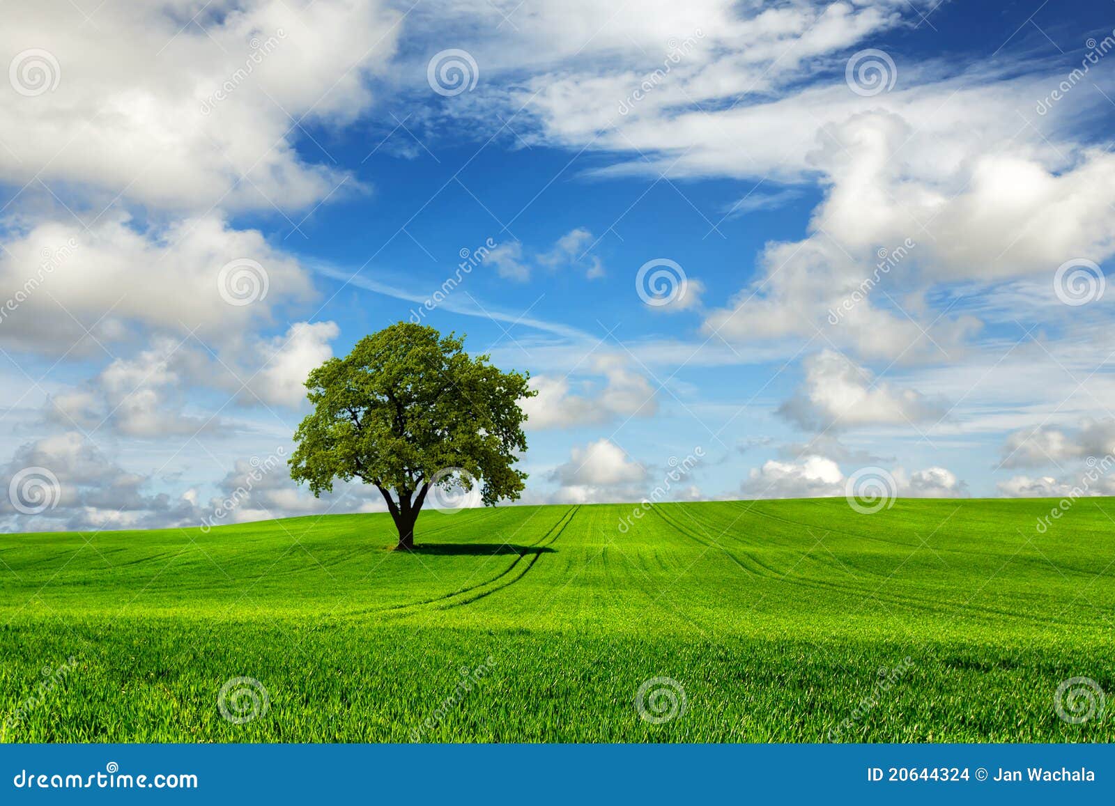 Tree and green landscape stock photo. Image of agriculture - 20644324