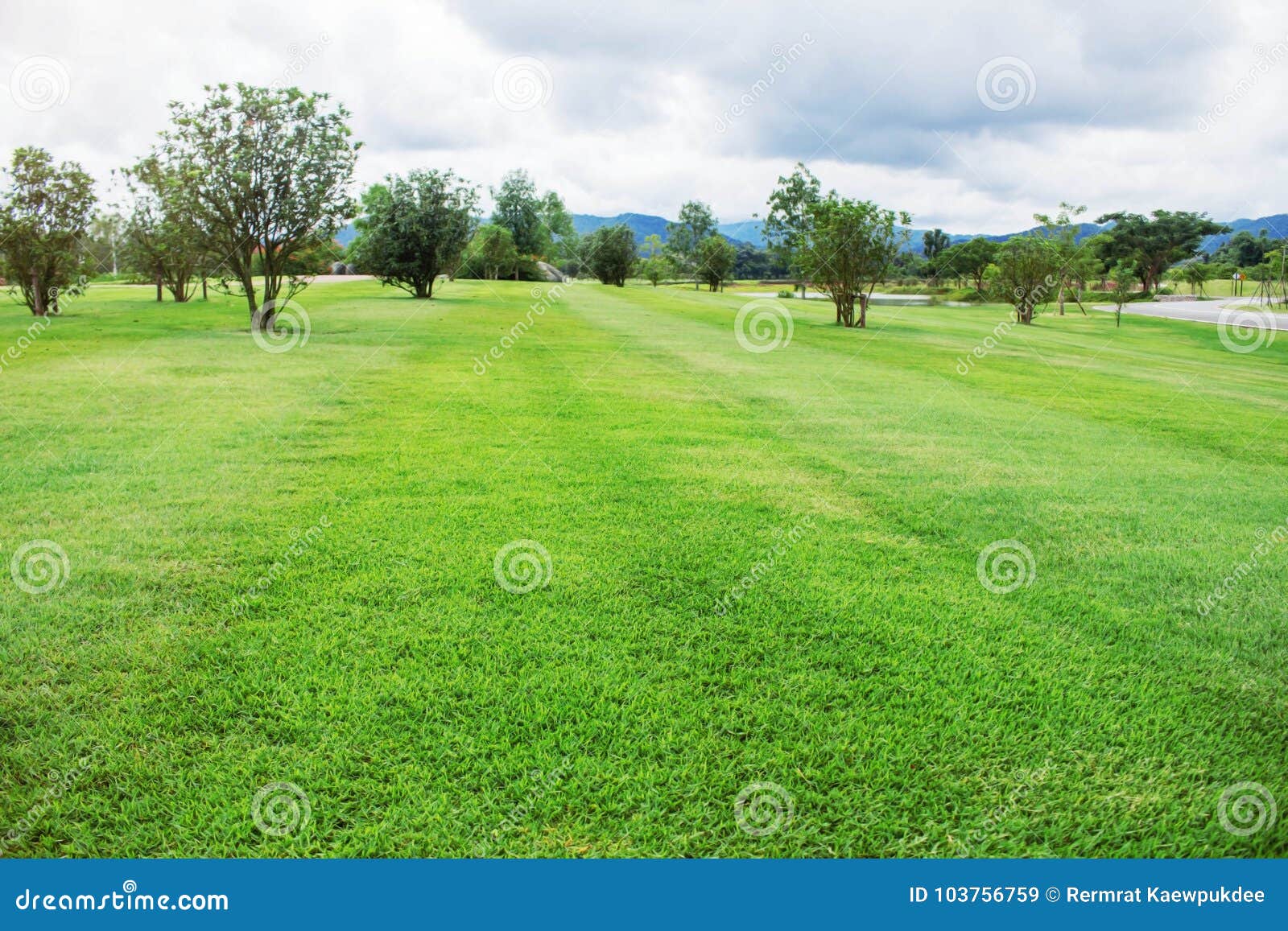 Tree on a green lawn. stock image. Image of growth, garden - 103756759