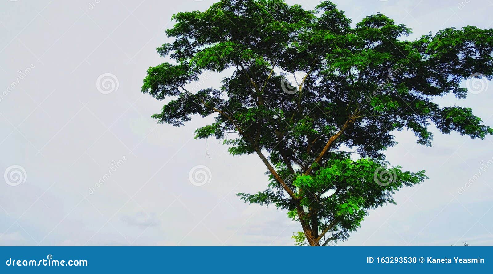 Only tree stock photo. Image of camera, green, tree - 163293530
