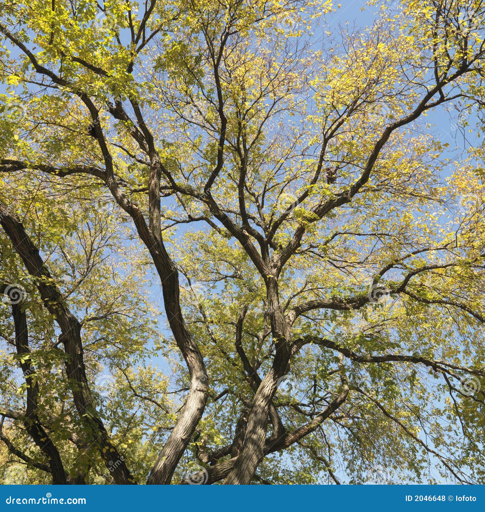 Tree with green leaves stock photo. Image of tree, color - 2046648