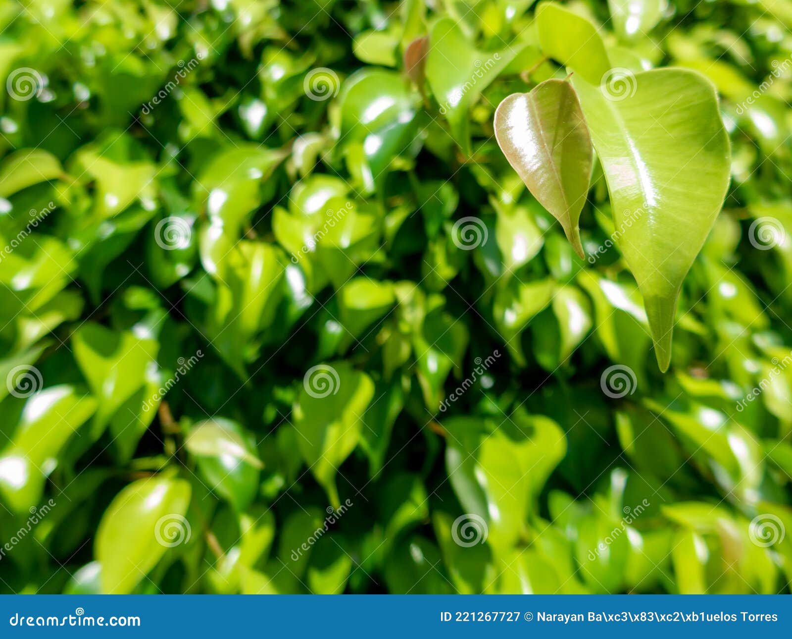 Tree Green Leaves Background in Green Color, Leaf Concept Stock Image ...