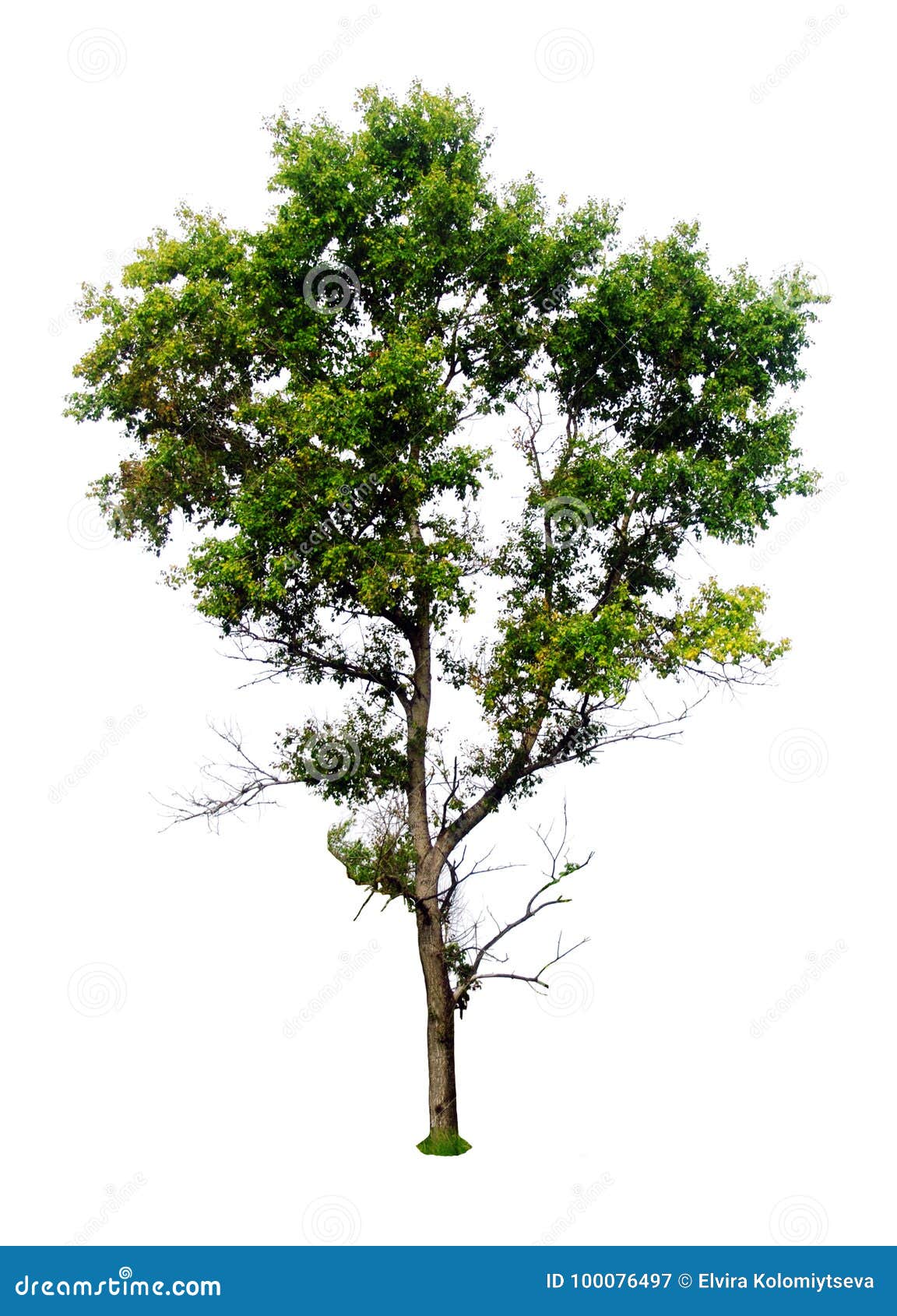 Tree with Green Leaves Isolated Stock Image - Image of crown, bark ...