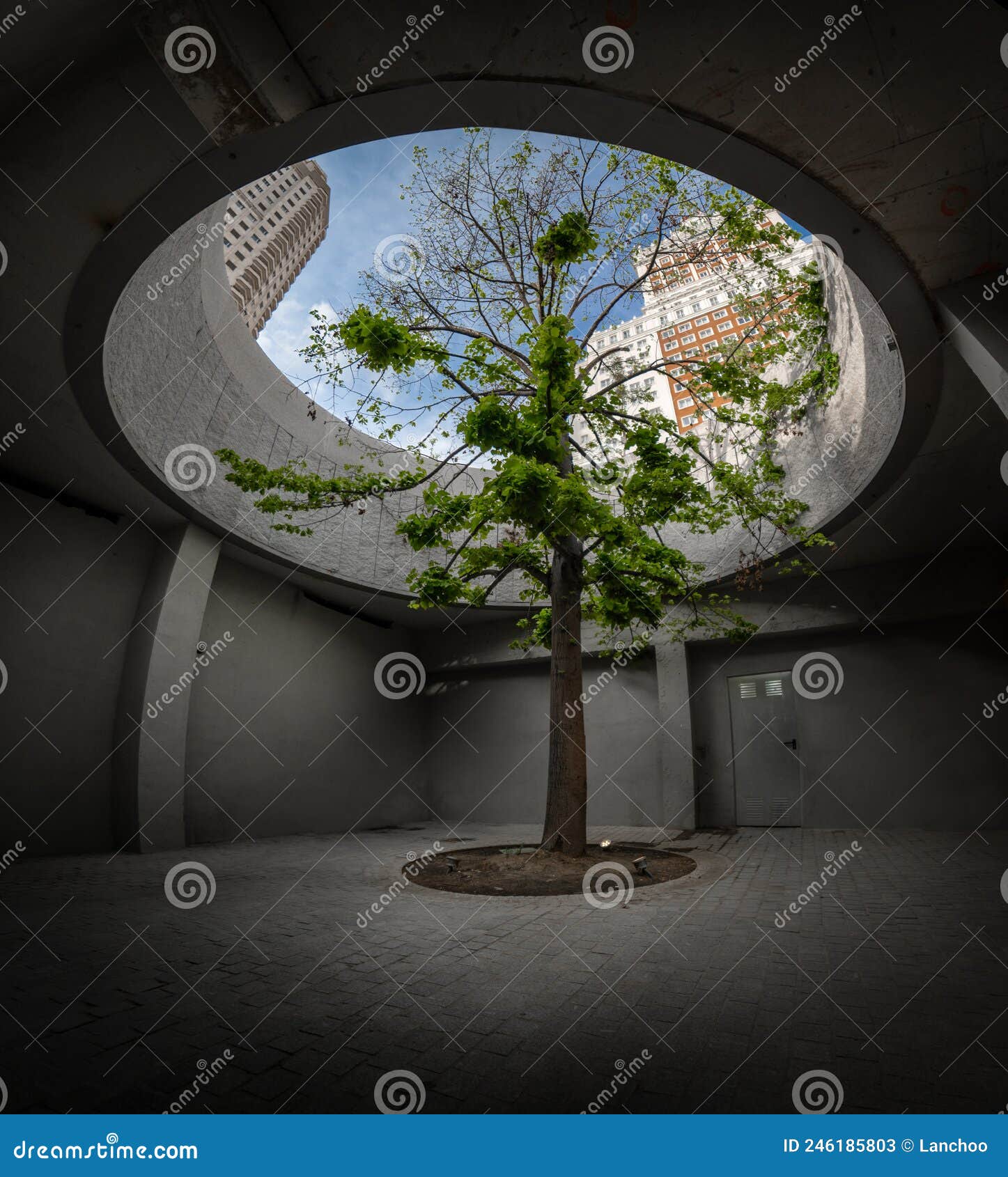 A Tree with Green Leaves Located in a Dark Room Lit by a Skylight Stock ...