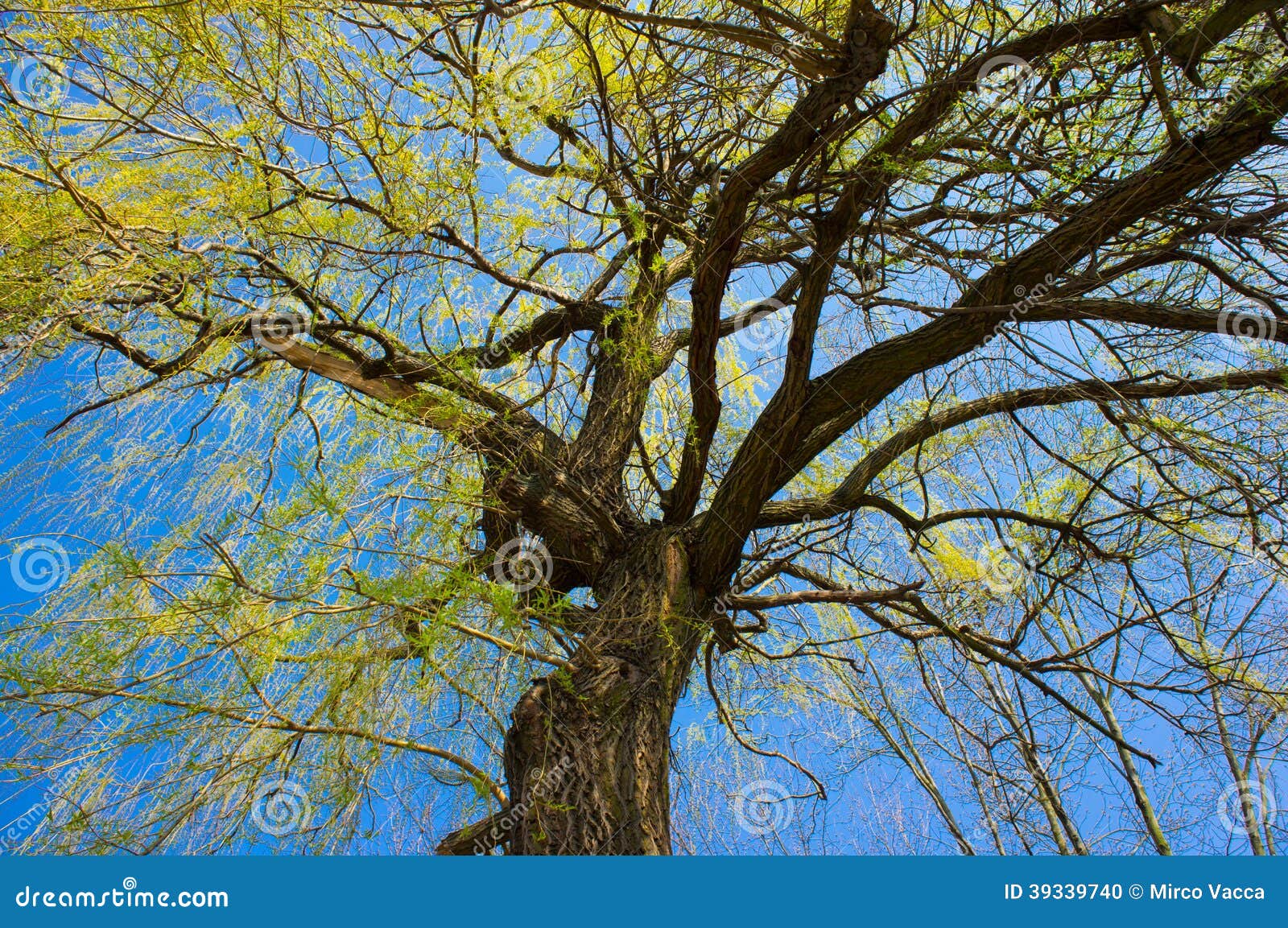 Tree with green leaves stock photo. Image of nature, natural - 39339740