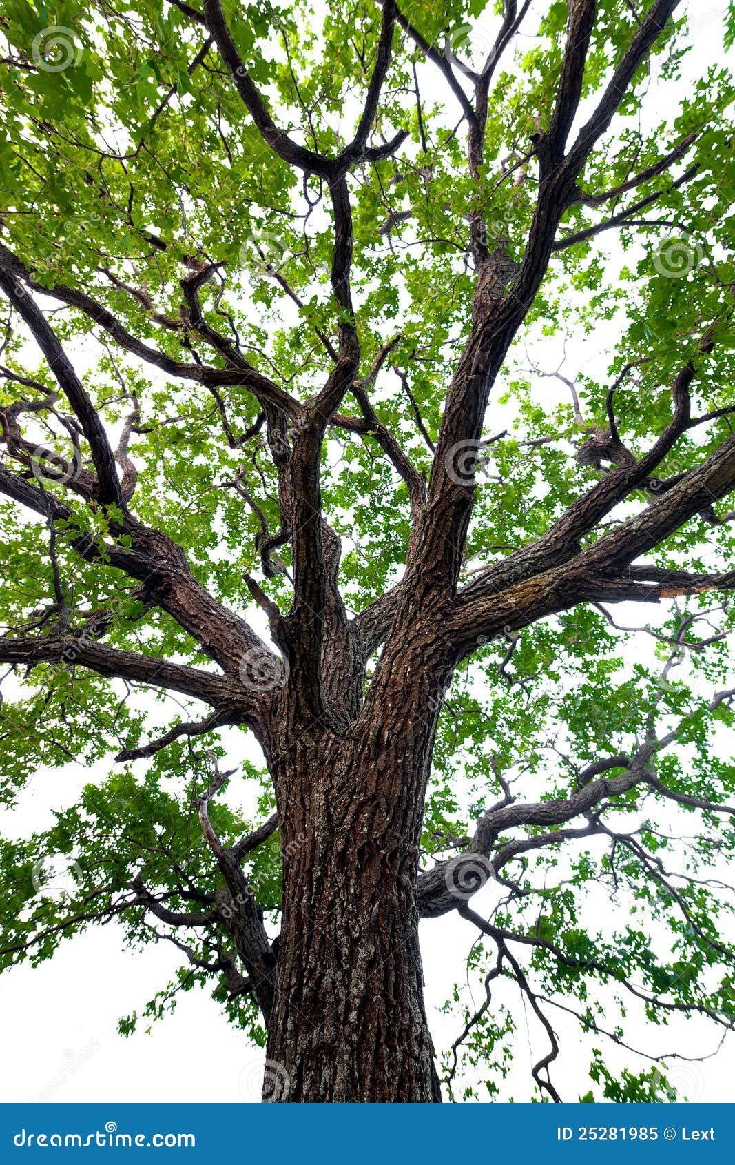 Tree with Green Leaves. Oak Stock Image - Image of green, forest: 25281985