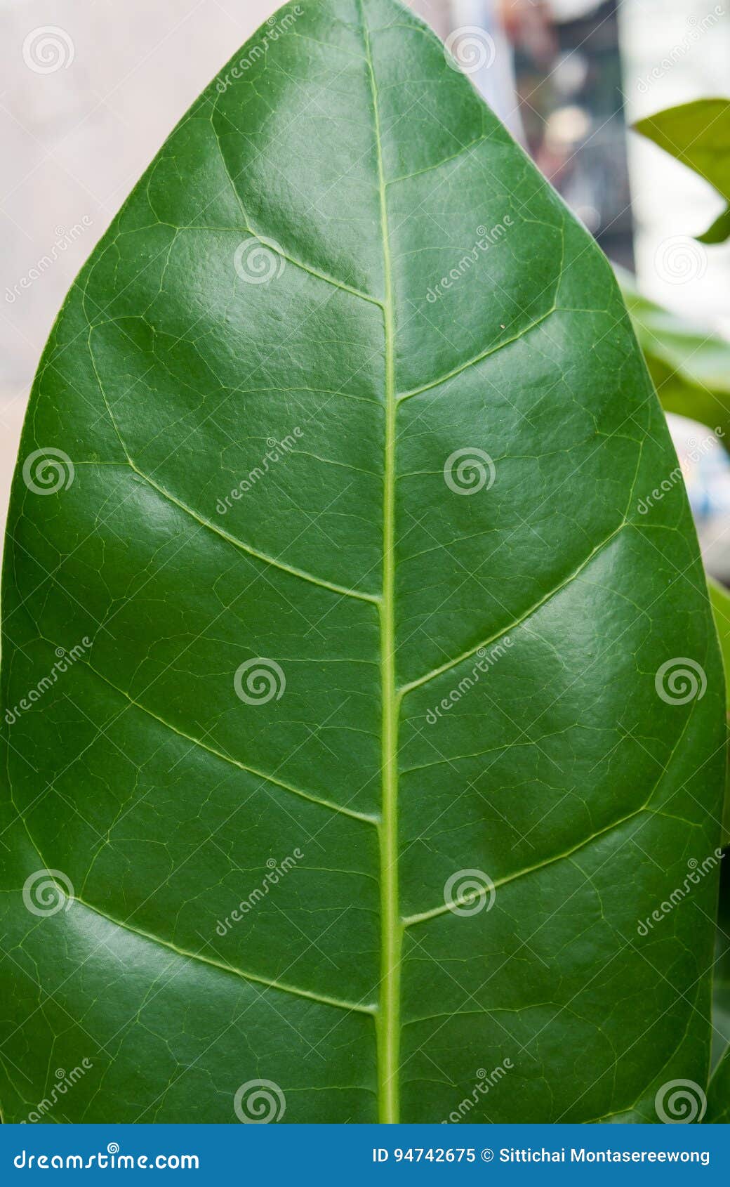 Tree with green leaves stock image. Image of park, evergreen - 94742675