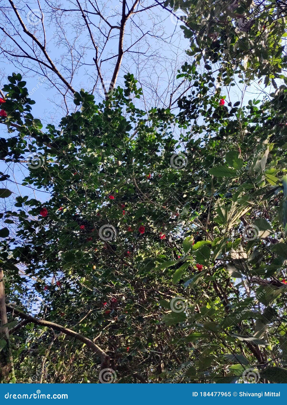 Tree with Green Leaves and Red Flowers Stock Image - Image of dream ...