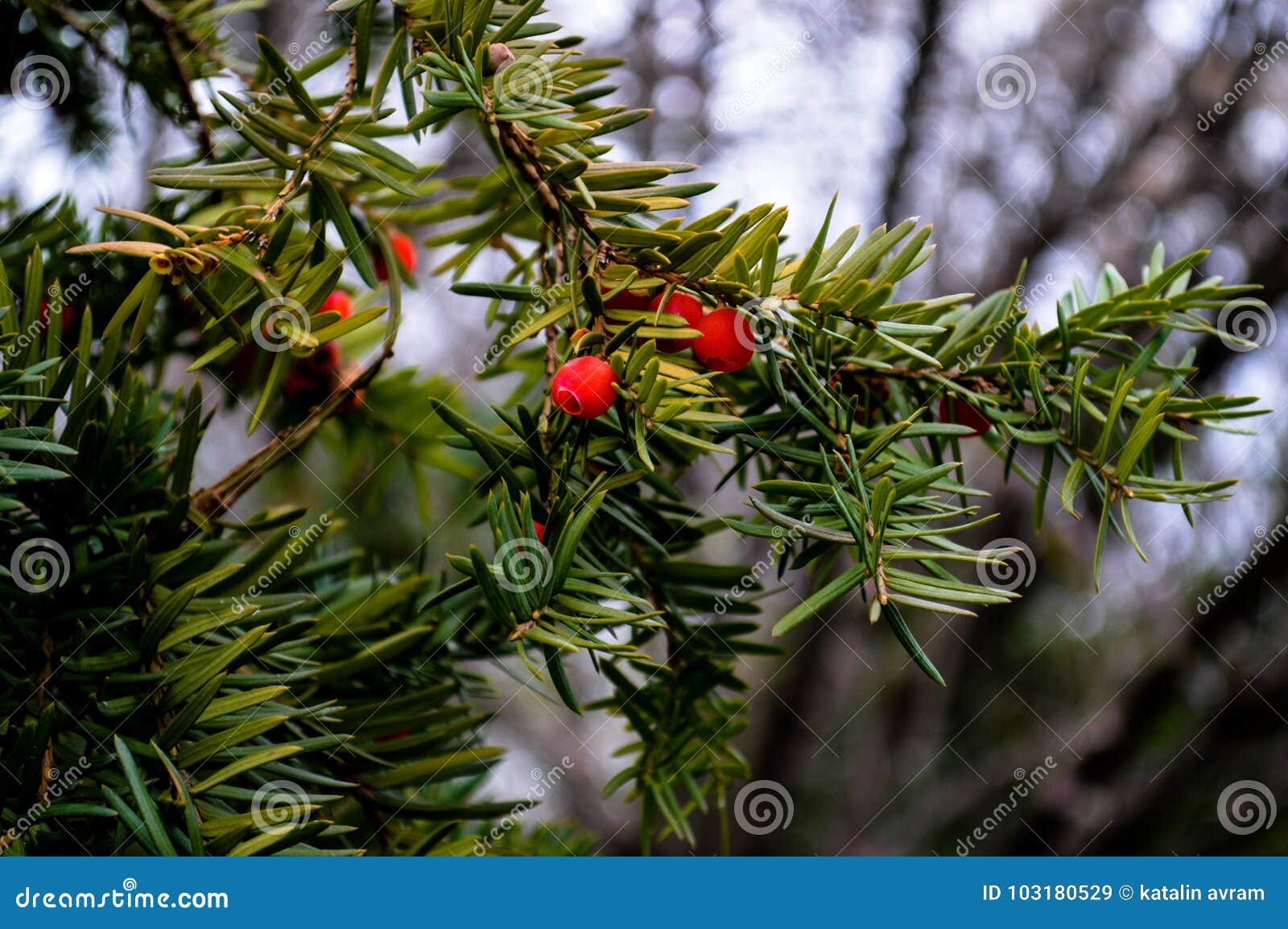 Tree with Green Leaves and Red Fruit Stock Image - Image of romania ...
