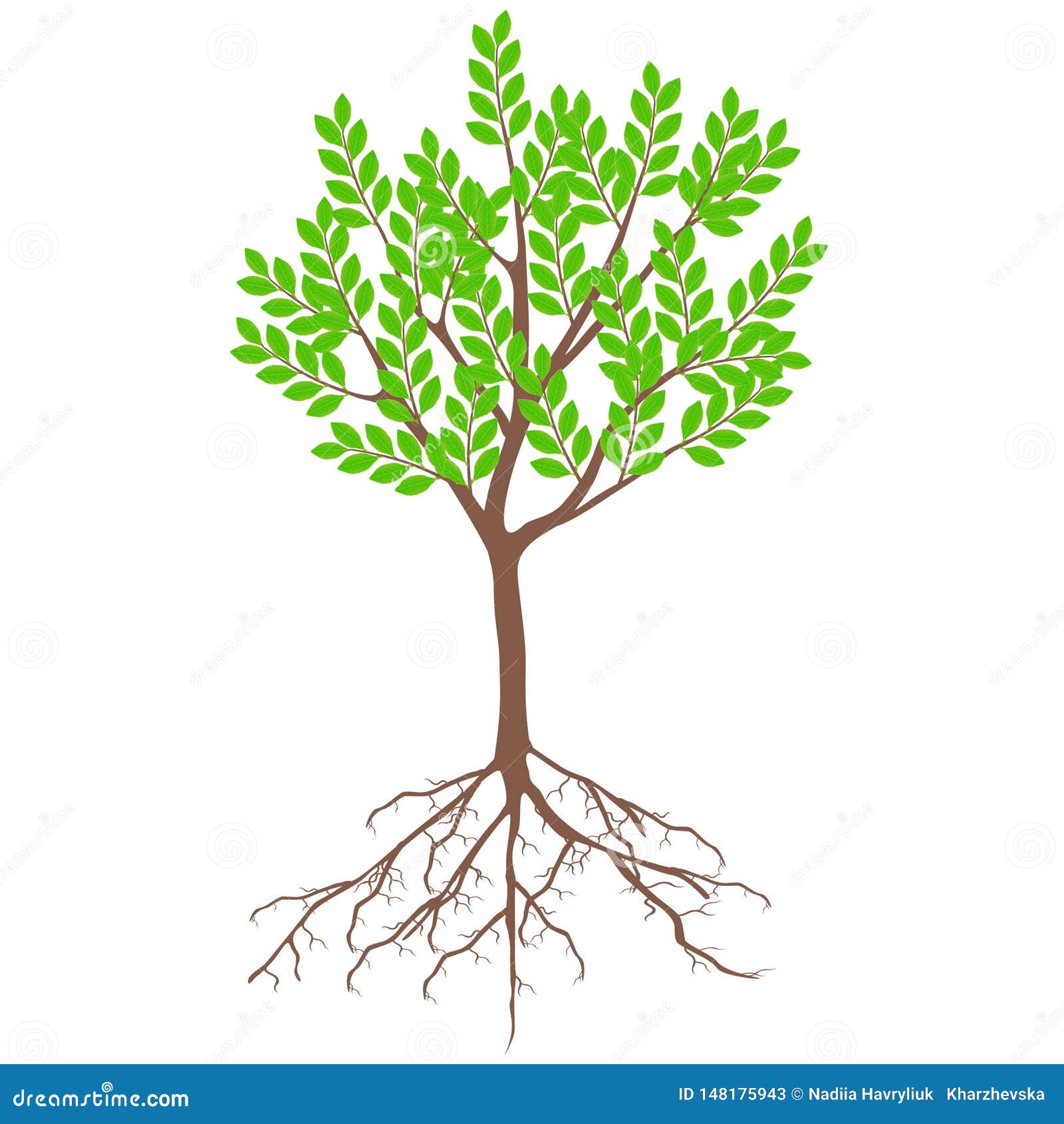 Tree with Green Leaves and Roots on a White Background. Stock Vector ...