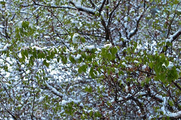 Tree with Green Leaves in the Snow Spring Stock Image - Image of ...
