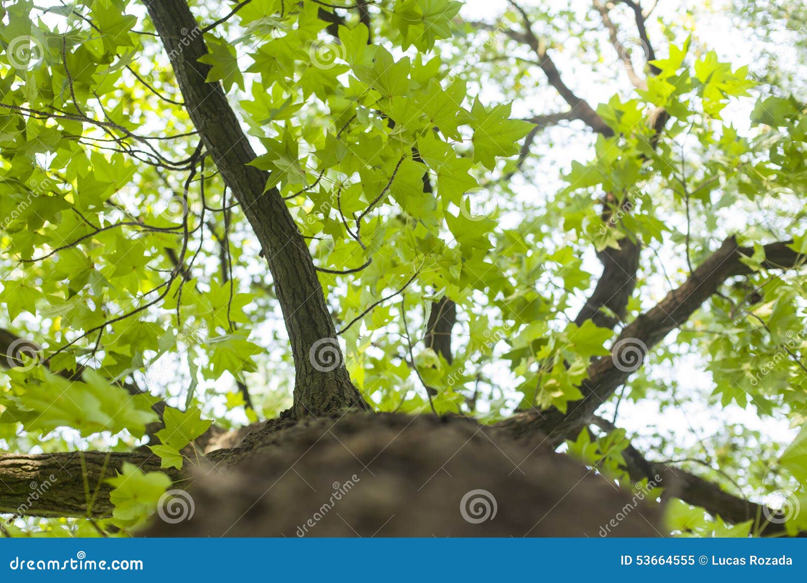 Tree with Green Leaves and Sun Light. Bottom View Background Stock ...