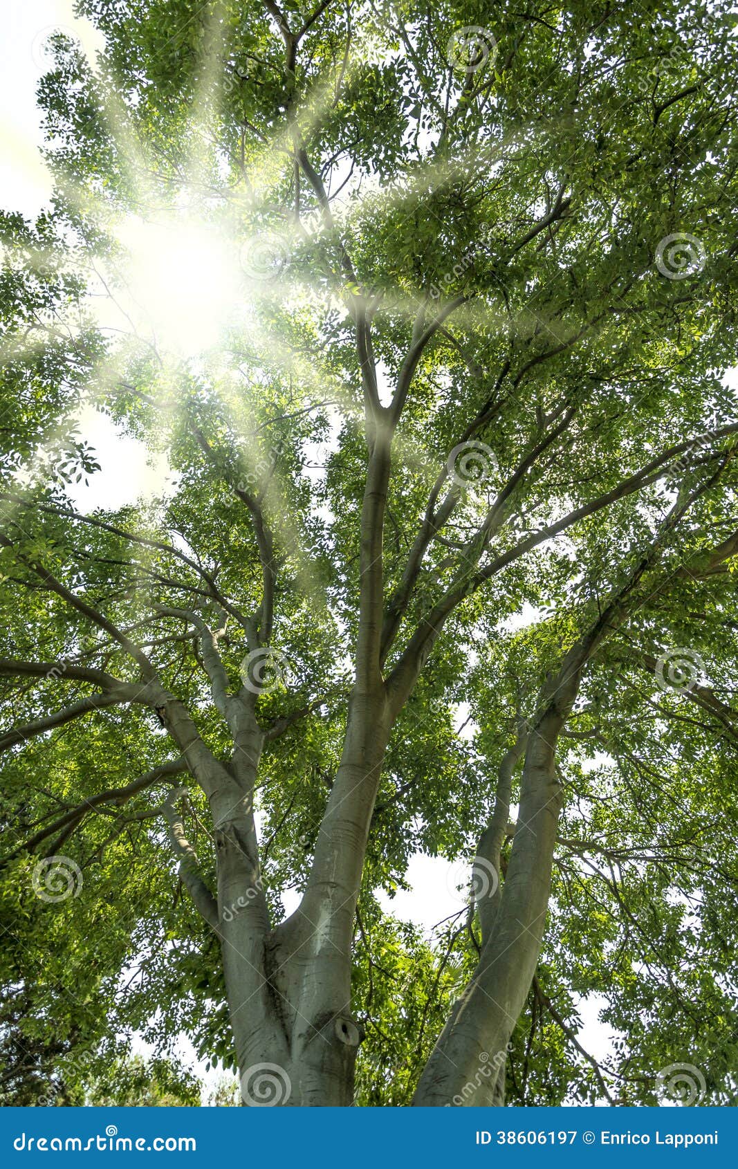 Tree stock image. Image of viewfrombelow, sunnyday, lookup - 38606197