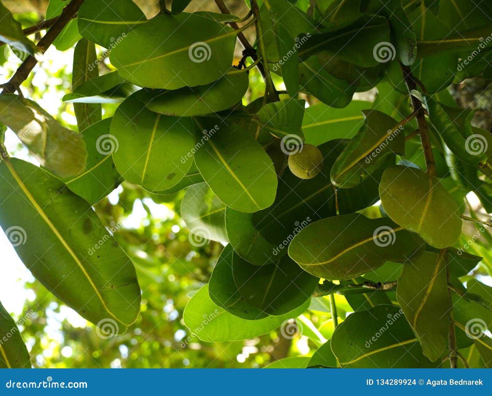 Tree with green leaves stock photo. Image of trunk, tropical - 134289924