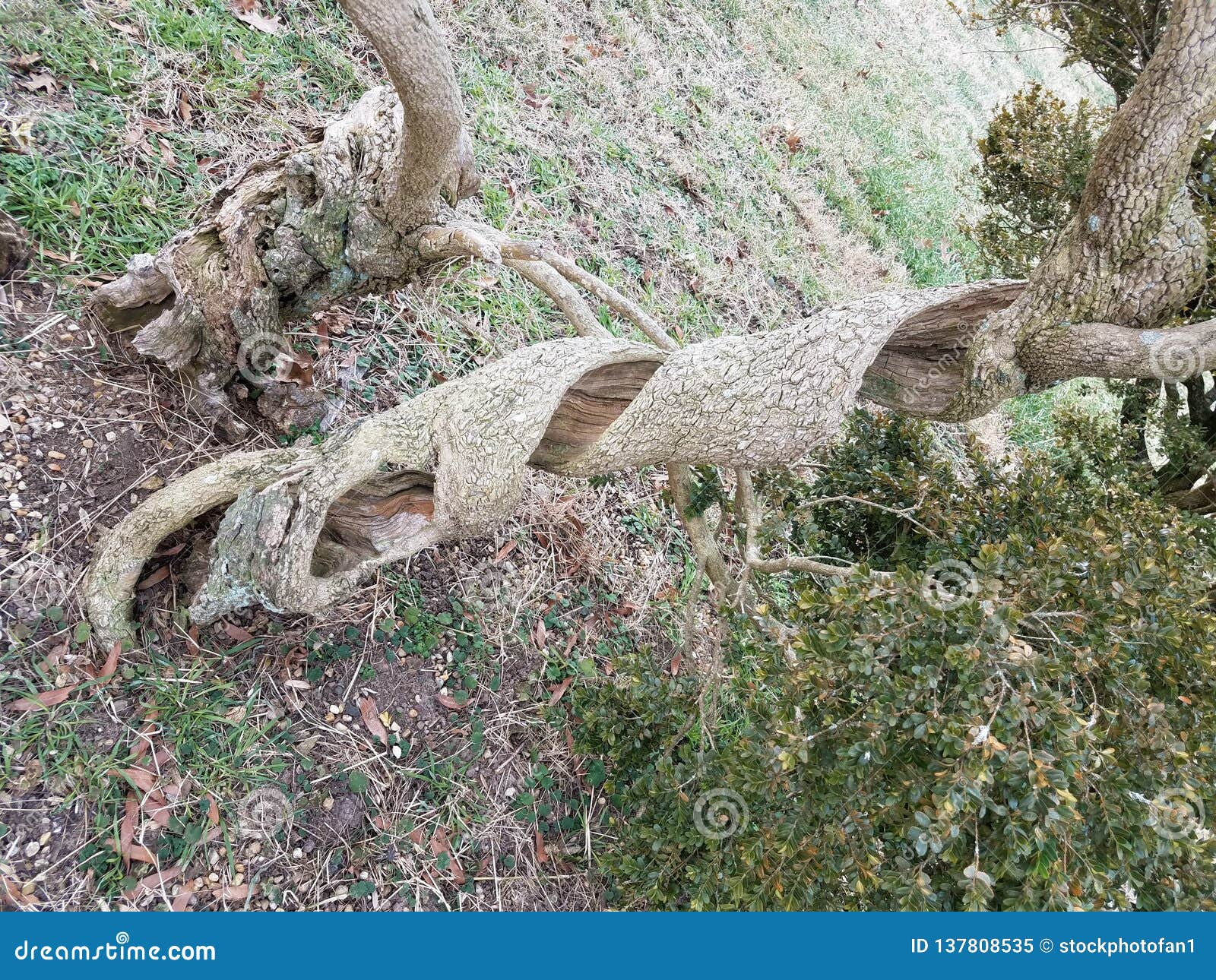 Tree with Green Leaves and Twisted Trunk or Bark Stock Image - Image of ...