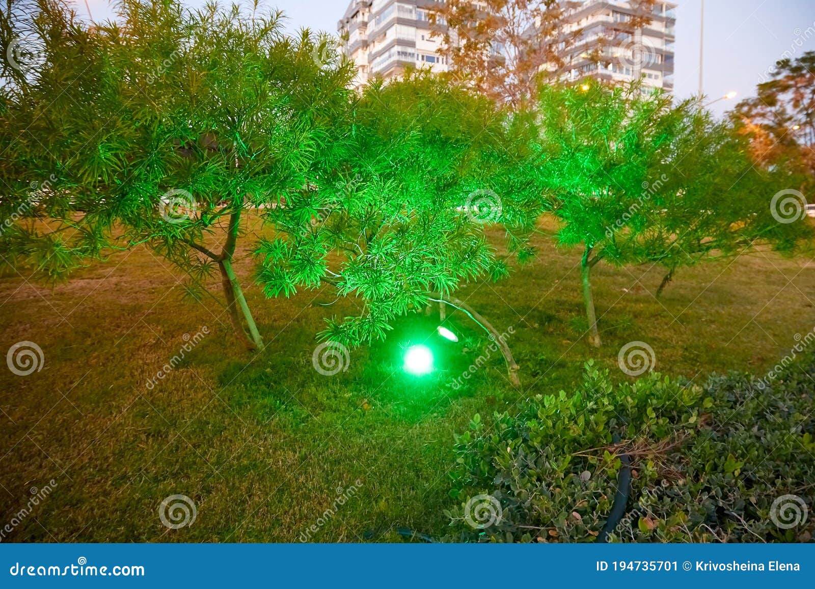 Tree with Green Light in Night Garden or Park Stock Image - Image of ...