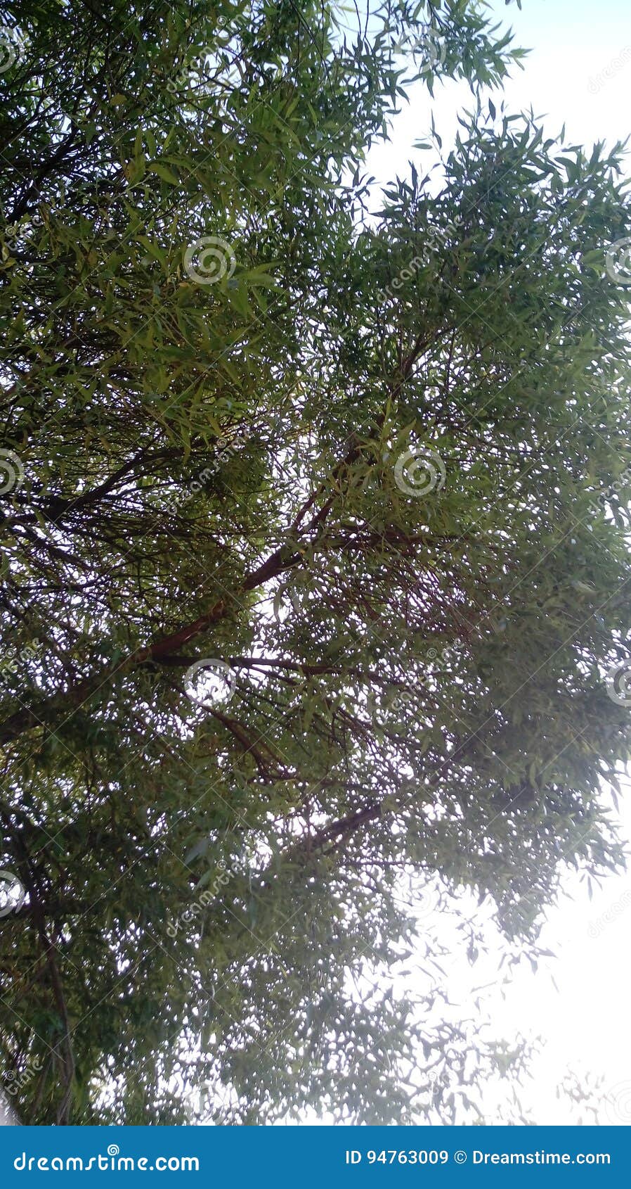 The tree stock image. Image of intertwined, long, interwoven - 94763009