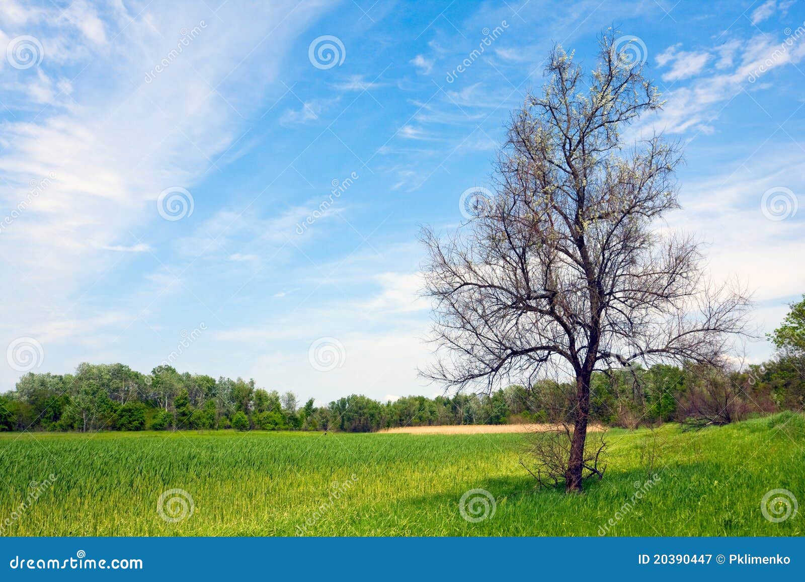 Tree on green meadow stock image. Image of meadow, nature - 20390447