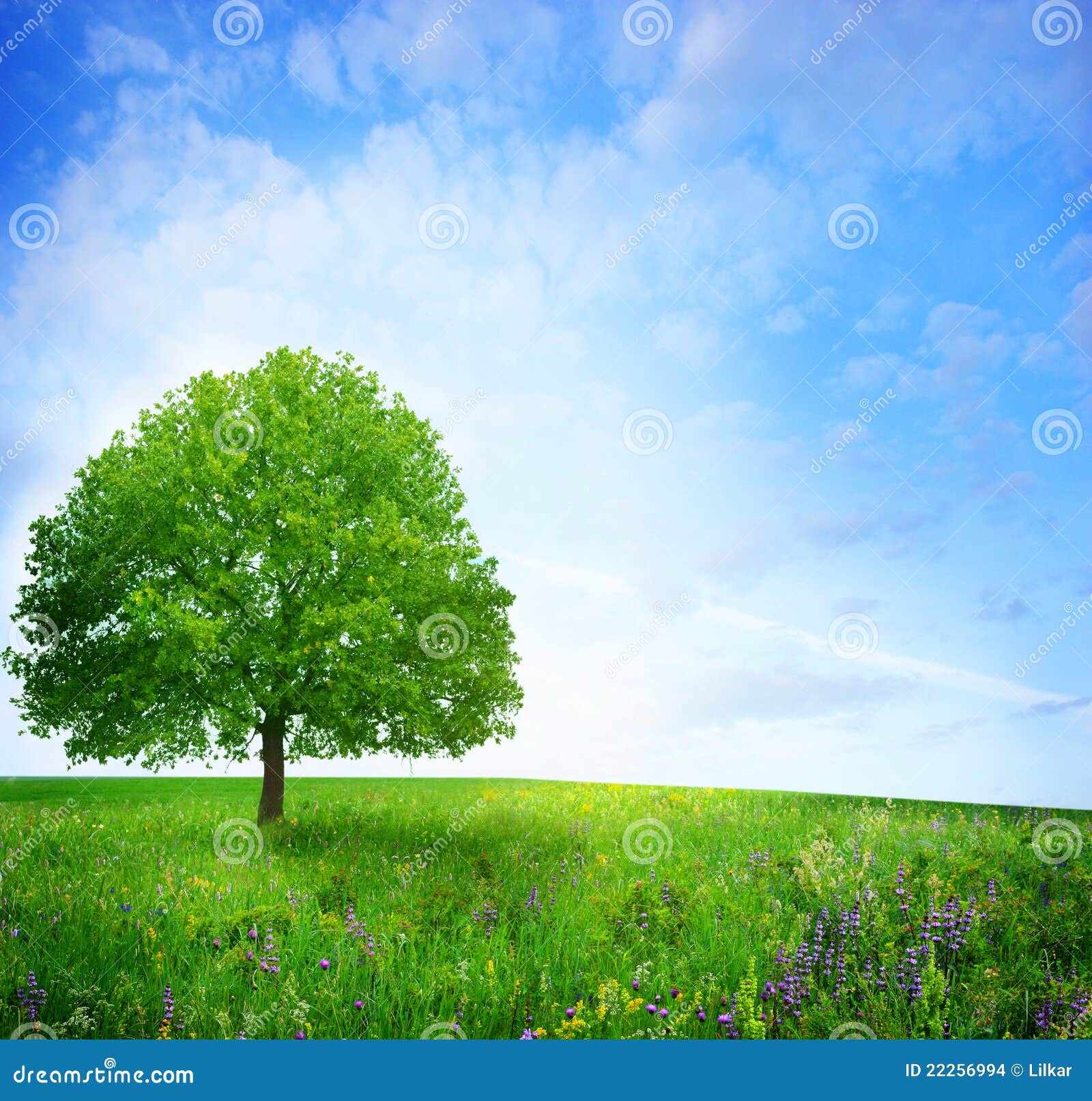 Tree in green meadow stock photo. Image of natural, bright - 22256994