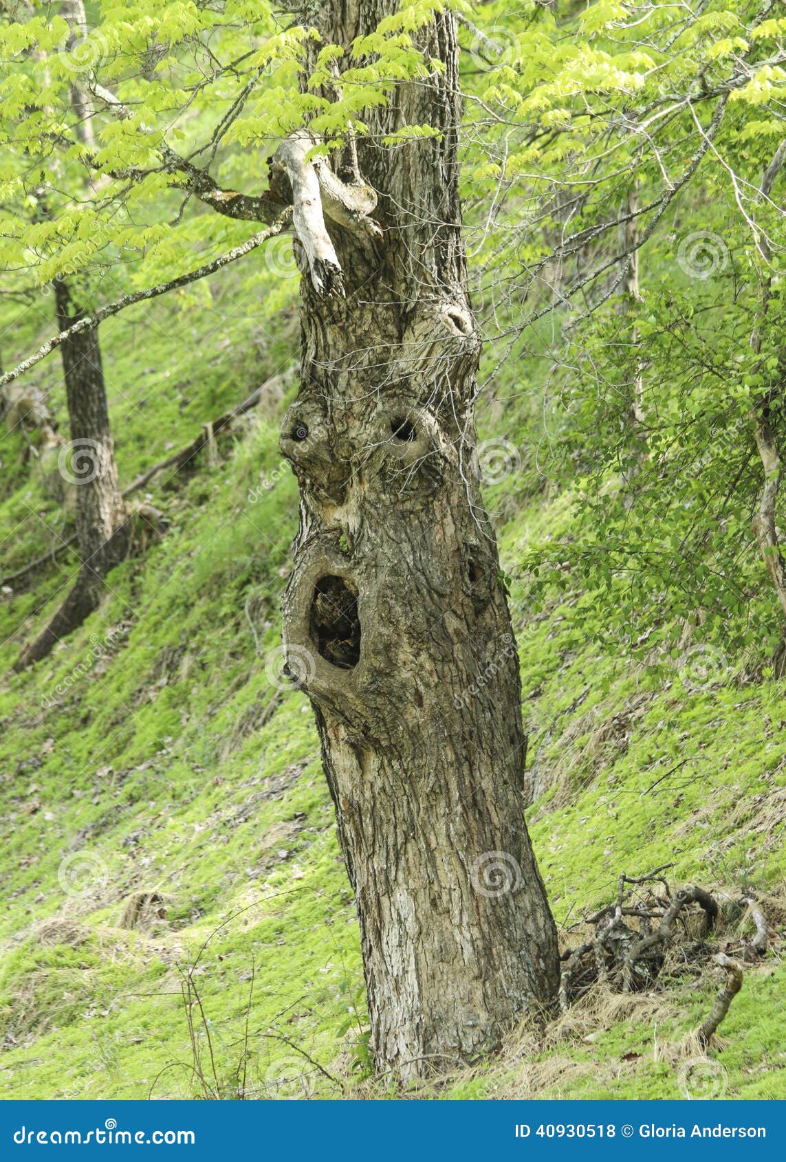 Tree in a Green Meadow with a Face on it Stock Photo - Image of mouth ...