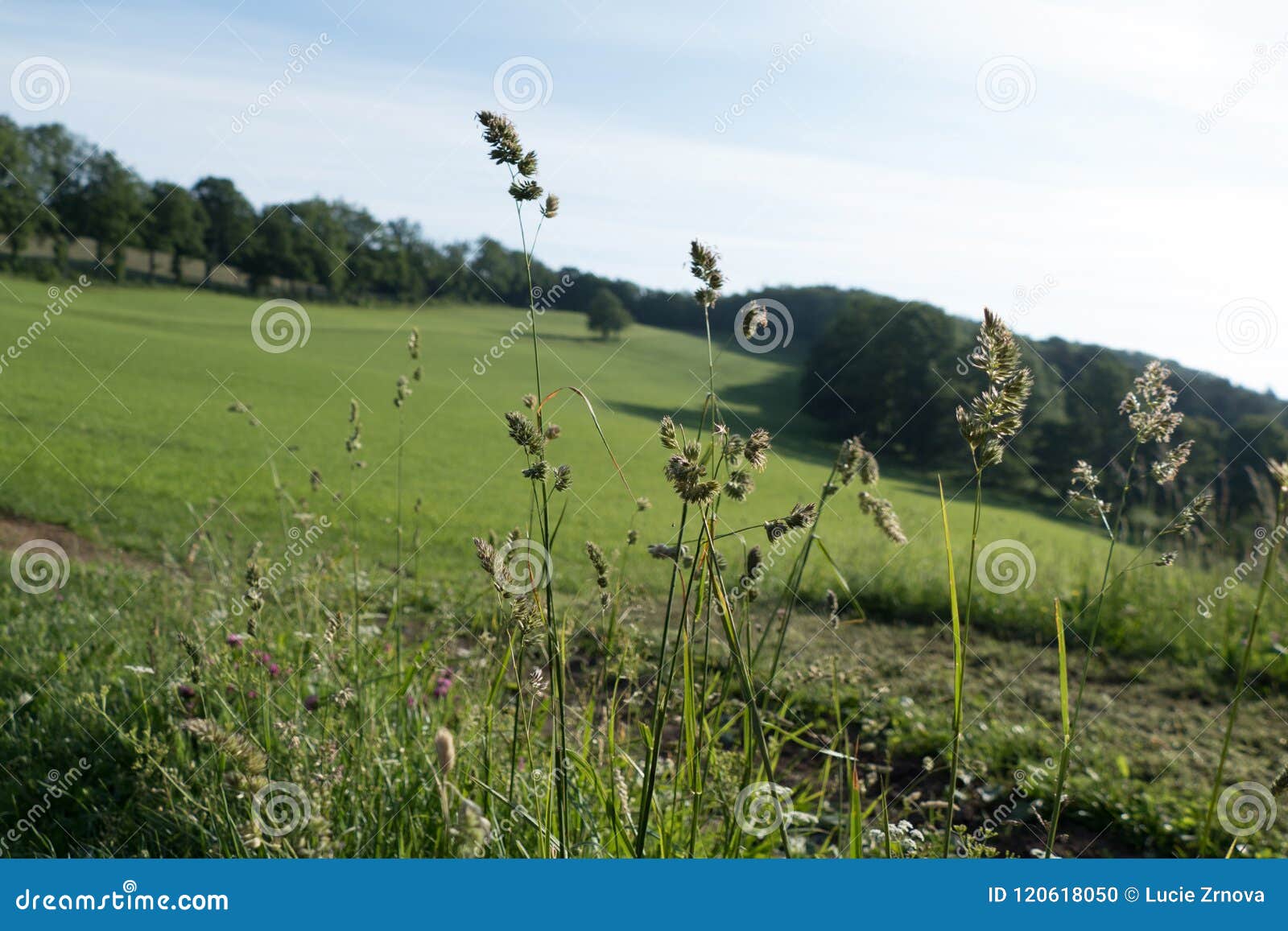Tree on a green meadow stock photo. Image of morning - 120618050