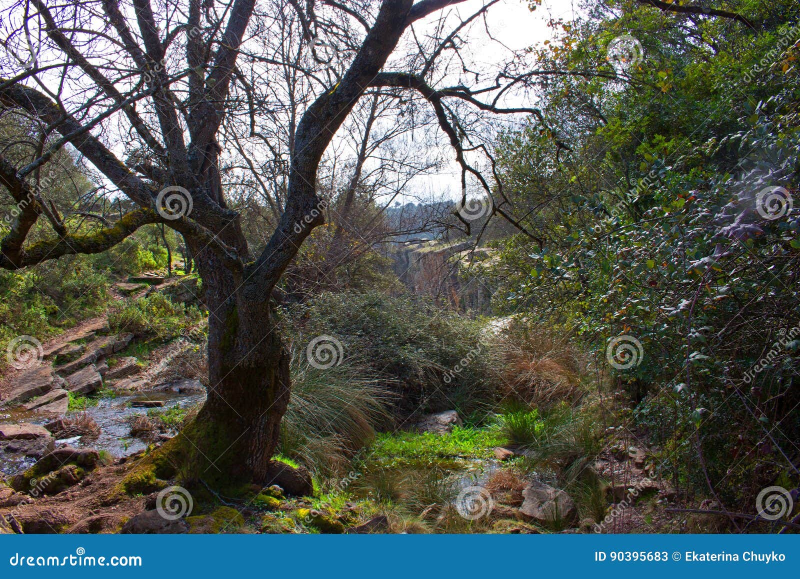 Tree. stock image. Image of branch, light, nature, beautiful - 90395683