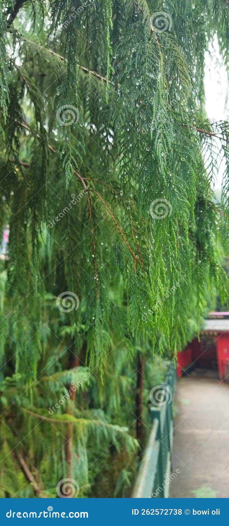 Tree green after rain stock photo. Image of shrub, deciduous - 262572738