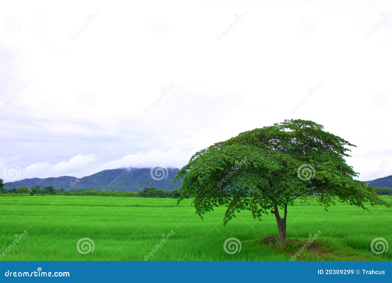 Tree and green rice field stock image. Image of asia - 20309299