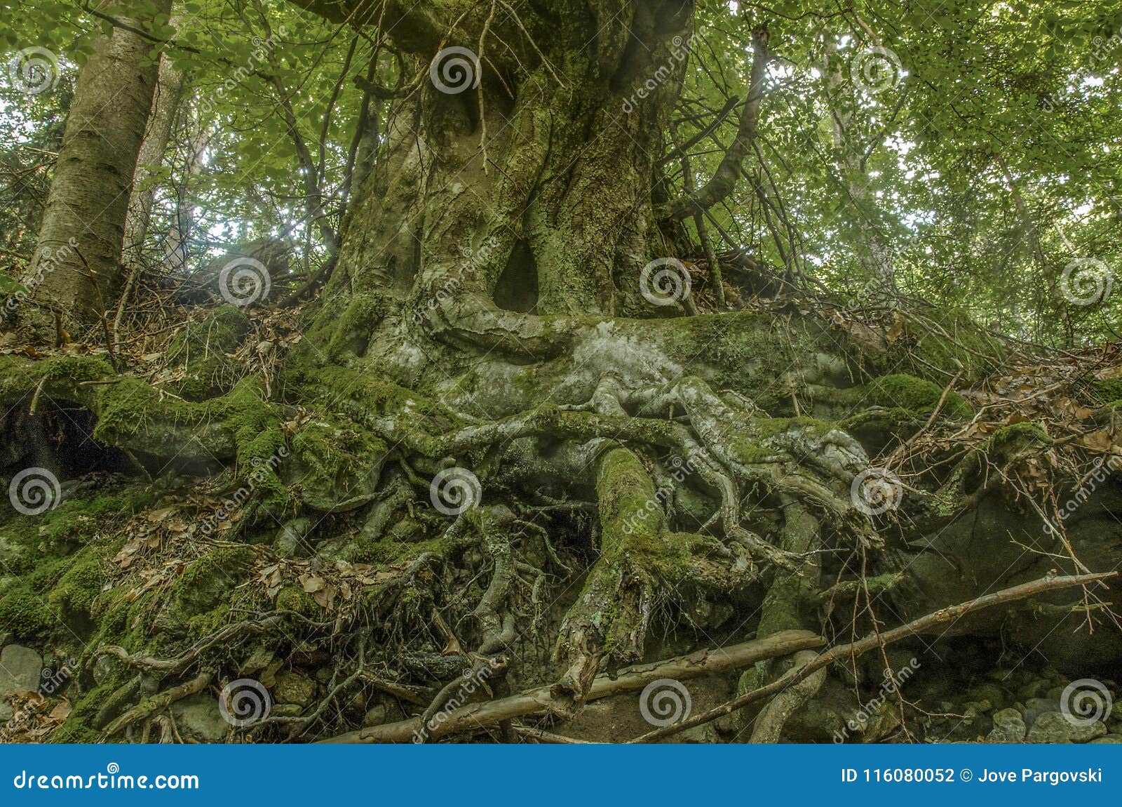 Tree with Roots stock photo. Image of plant, park, paradise - 116080052