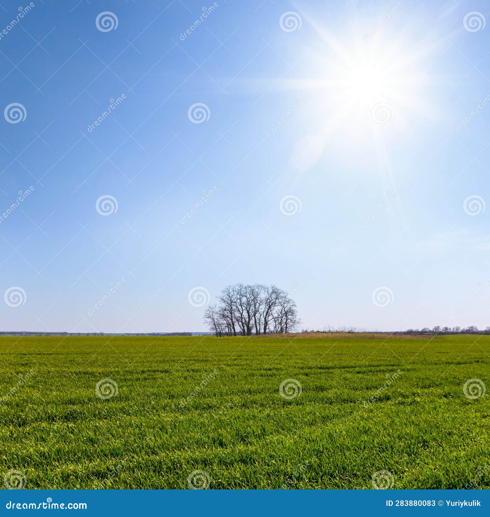 Tree among Green Rural Fields at Sunny Day Stock Image - Image of field ...