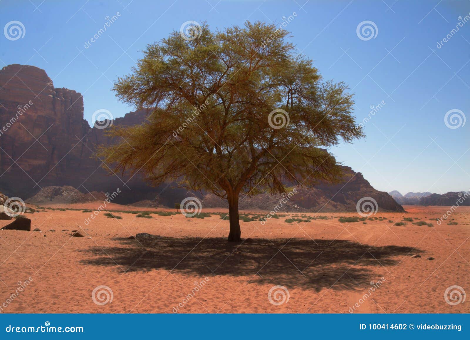 Tree in the Middle of Desert Stock Photo - Image of blue, desert: 100414602