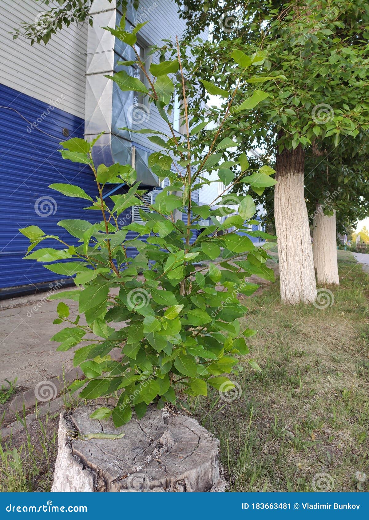 Tree, Green Shrub, Tree Leaves, Green Leaves, Summer Stock Image ...