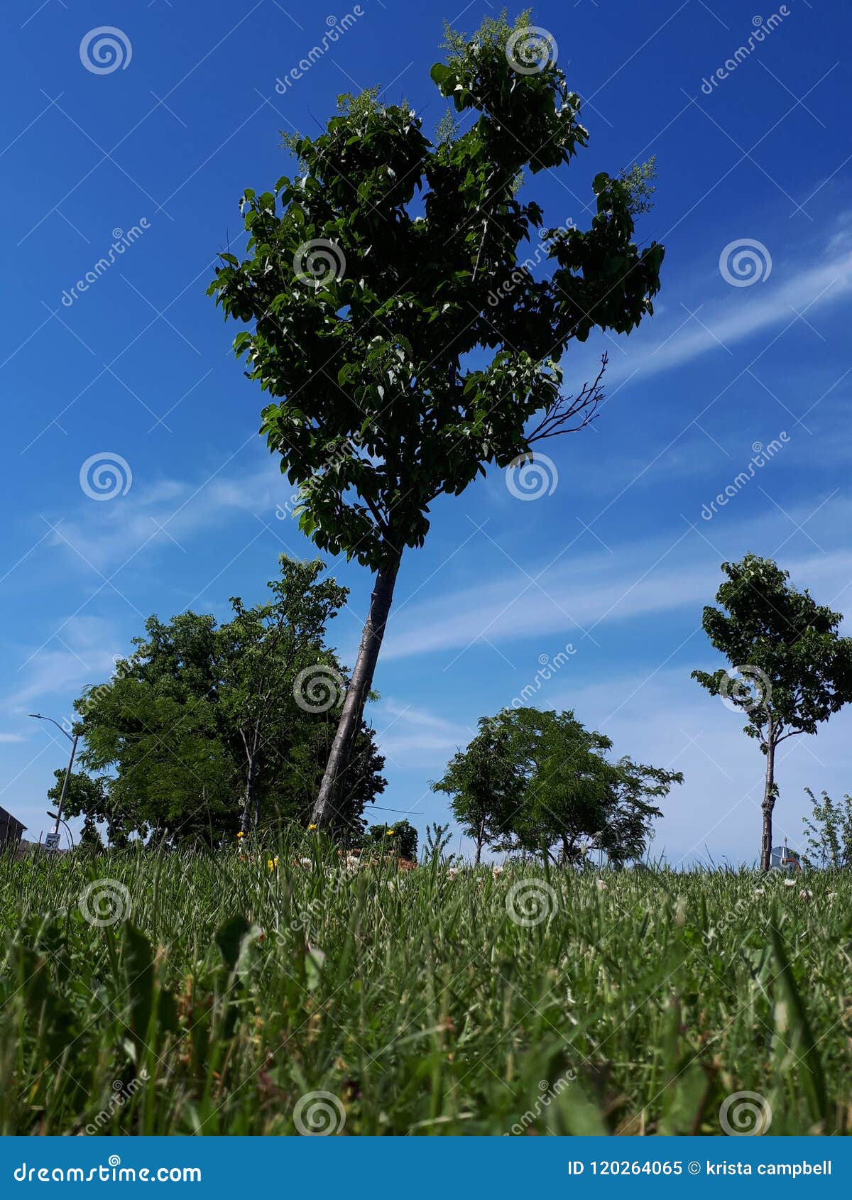 Tree stock image. Image of laying, green, tree - 120264065
