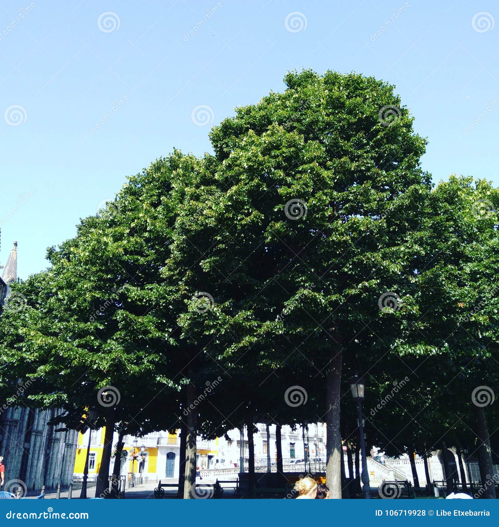 Tree green editorial stock photo. Image of square, trees - 106719928