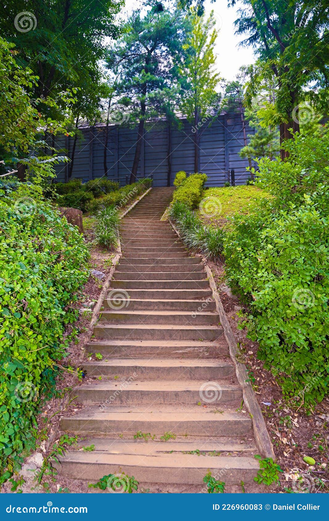 Tree Green Stair Path Background Stock Image - Image of landscape ...