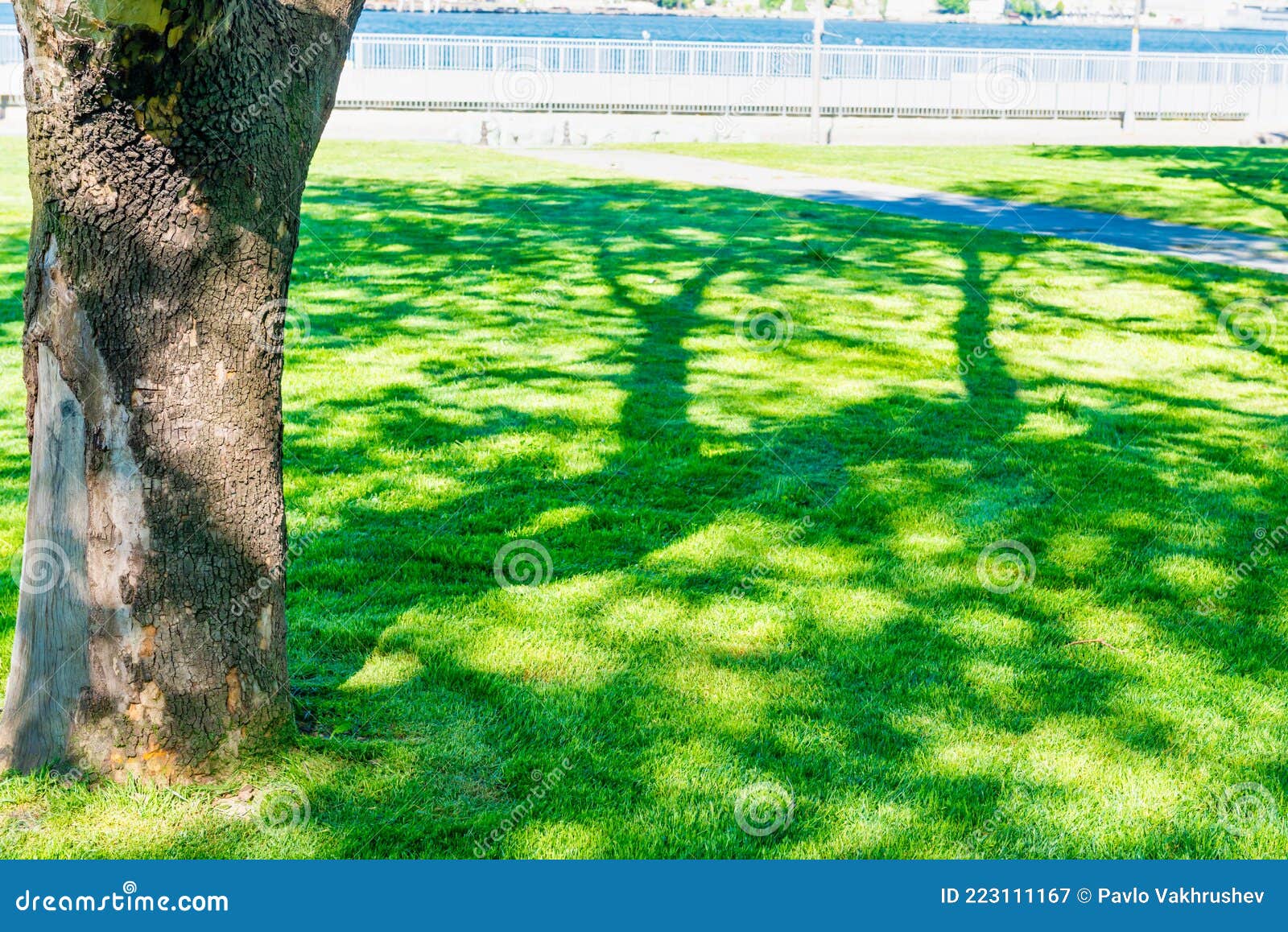 Tree in green sunny park stock image. Image of nature - 223111167