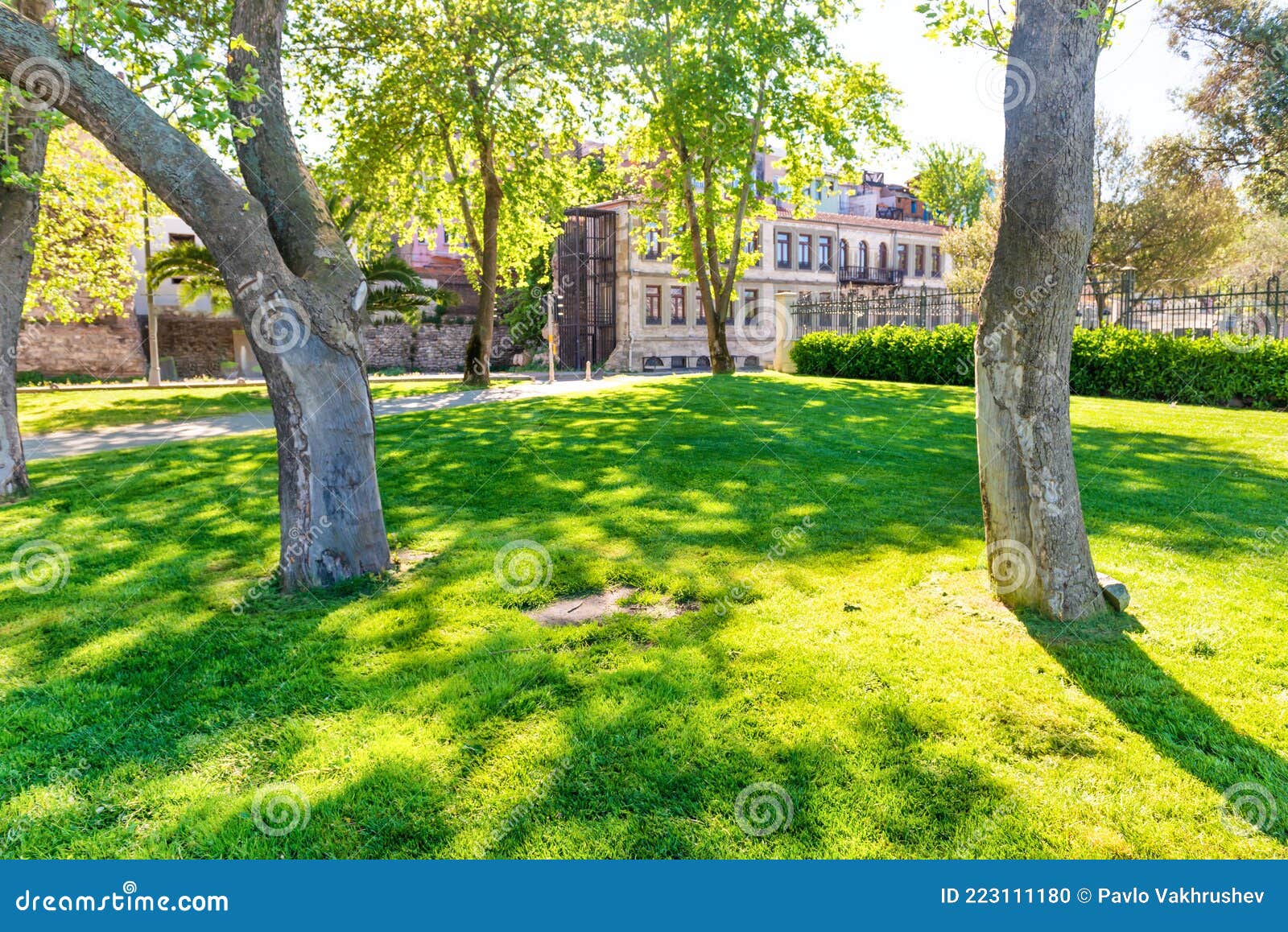 Tree in green sunny park stock photo. Image of plant - 223111180