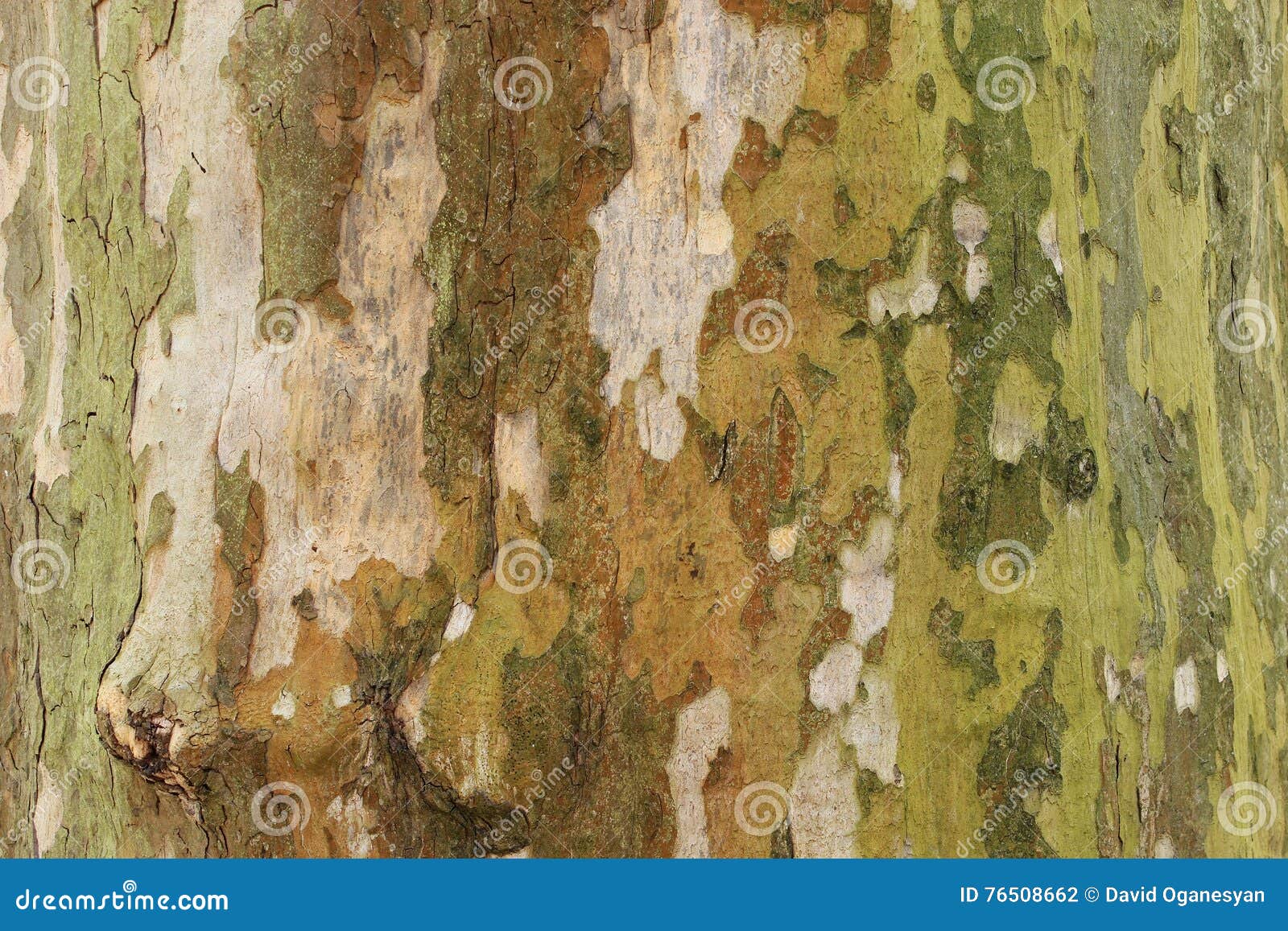 Tree green texture stock photo. Image of plant, material - 76508662