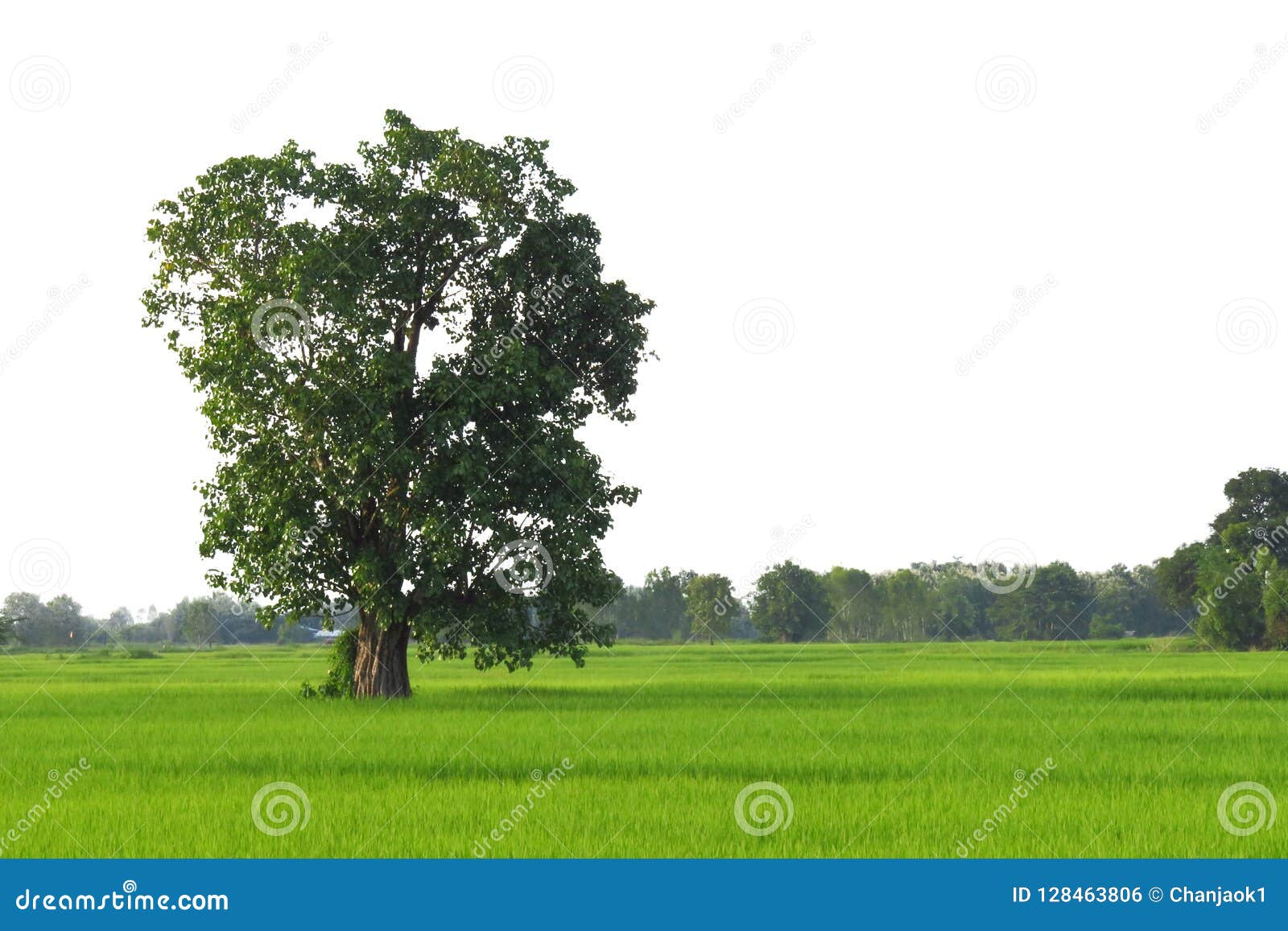 204 Paddy Paths Stock Photos - Free & Royalty-Free Stock Photos from ...