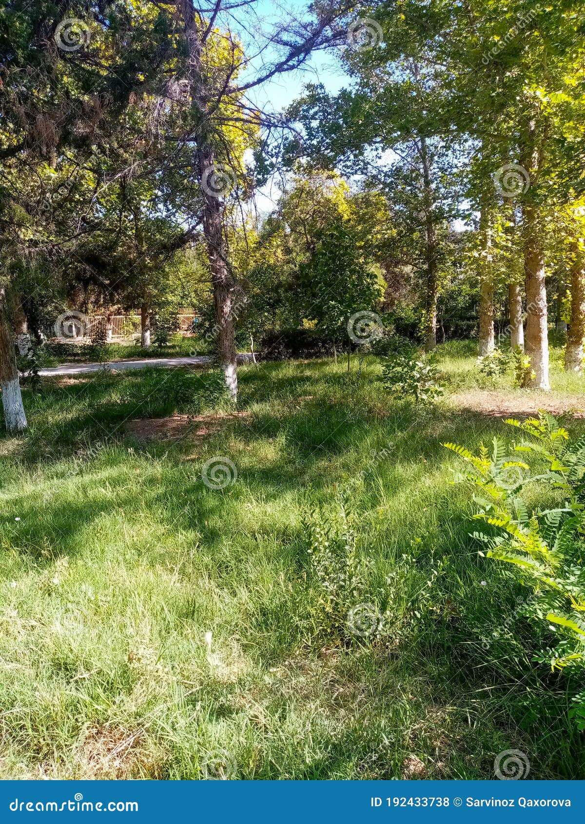Tree, Green, Tree Area, Sky, Nature Stock Photo - Image of tree, area ...