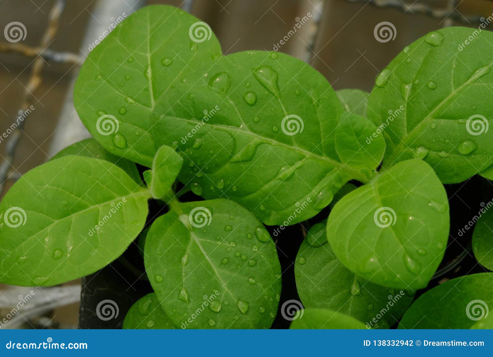 The tree is green stock photo. Image of flower, love - 138332942